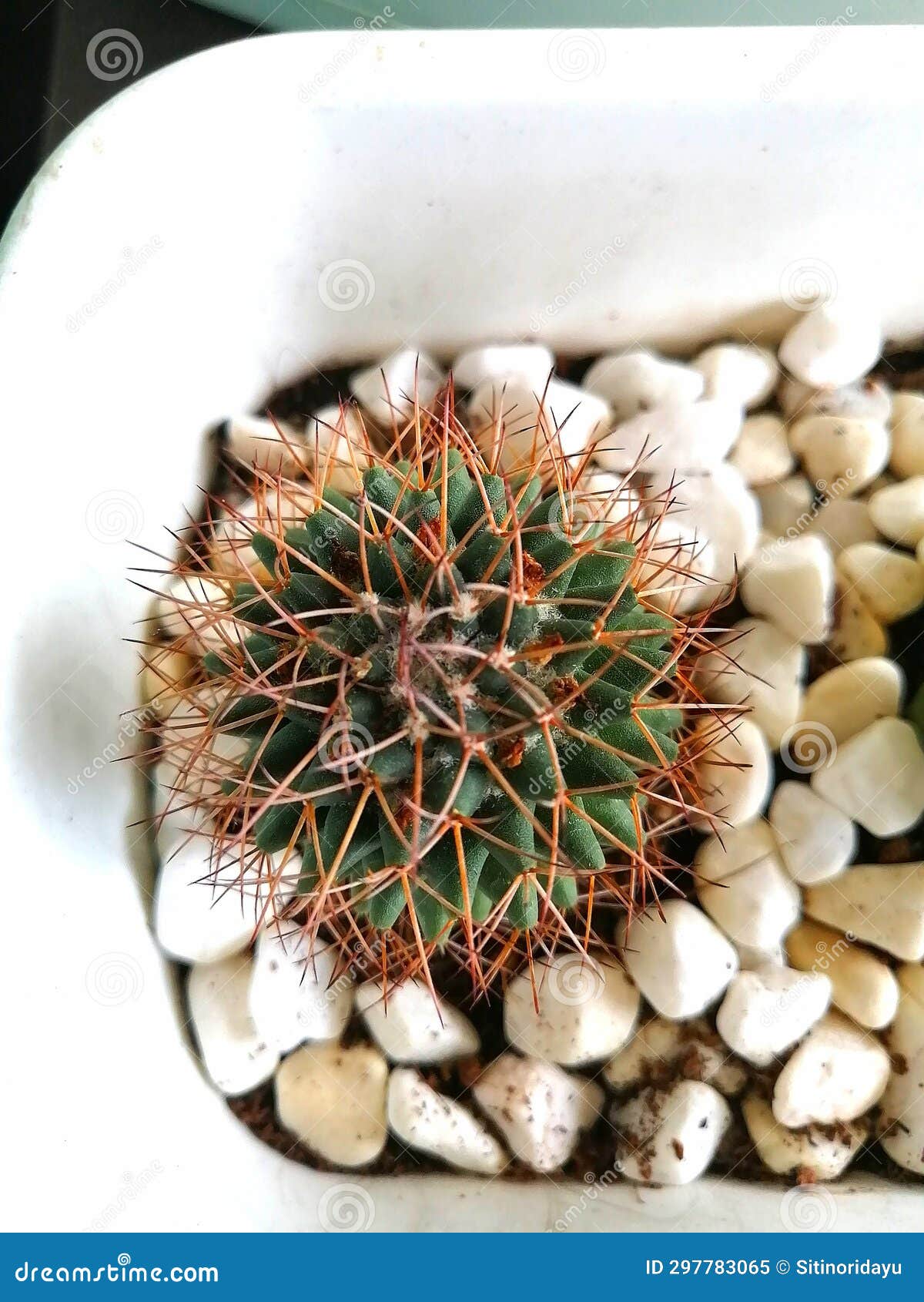 Top View of Mini Circle Cactus Stock Image - Image of mini, circle ...
