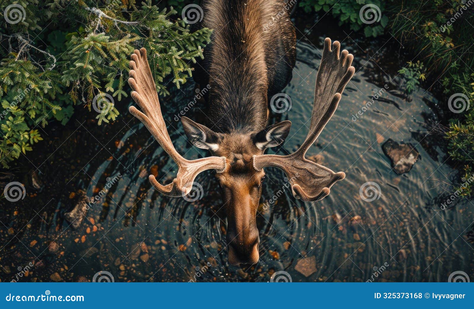 Top View of a Moose Drinking from a River, Lush Forest Background Stock ...