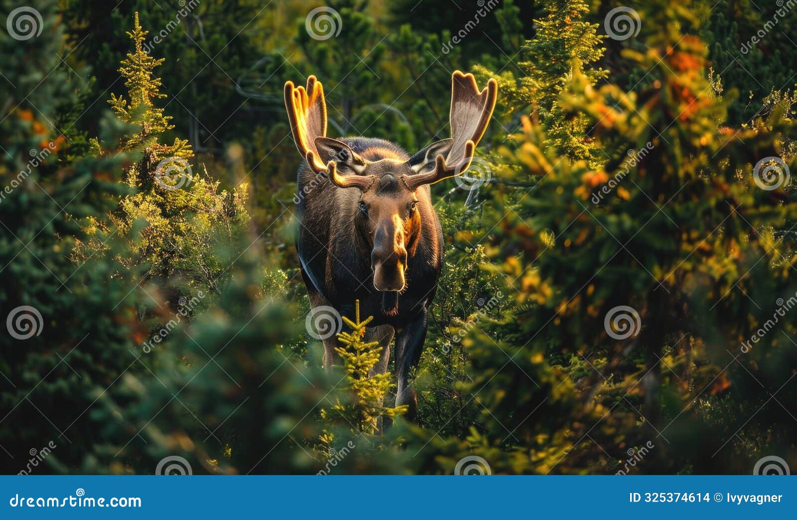 Top View of a Moose Walking through a Dense Forest Stock Photo - Image ...