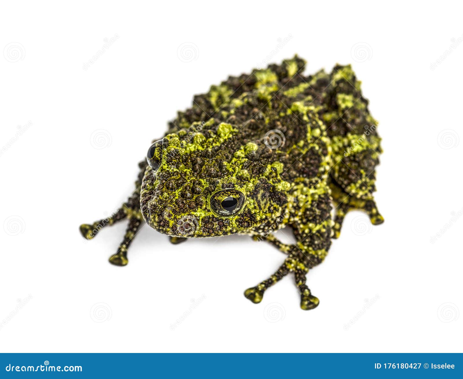 Top View of a Mossy Frog, Theloderma Corticale, Isolated Stock Image ...