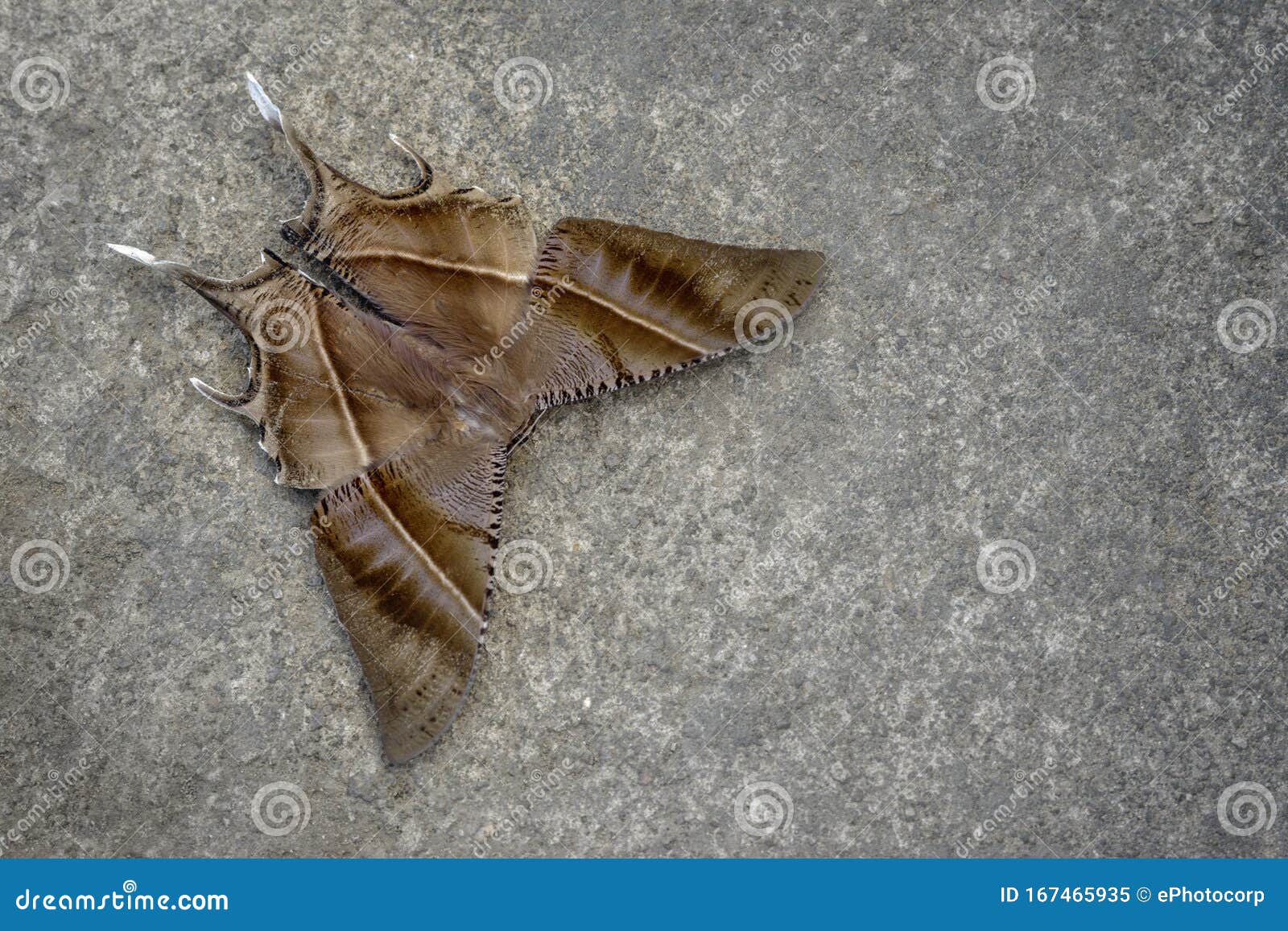 Top View of Moth, Nagaland, India Stock Image - Image of flora, black ...