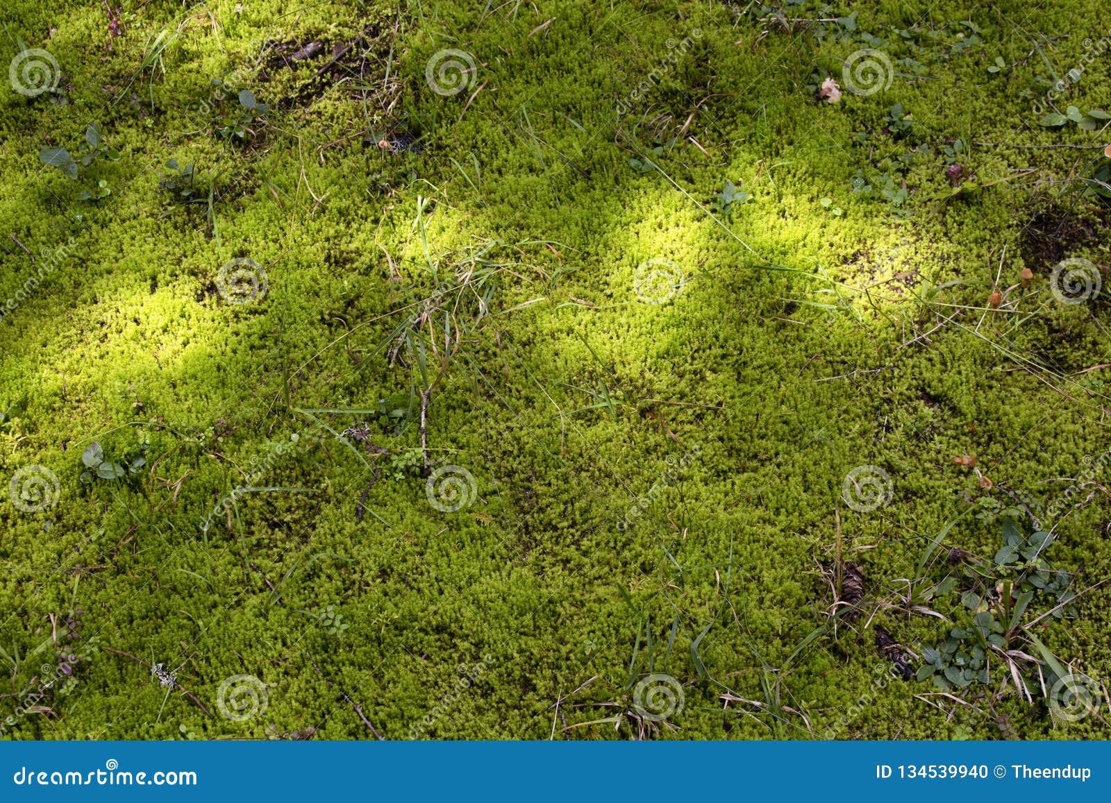 Top View of Mountain Moss Spreading on the Ground. Stock Photo - Image ...
