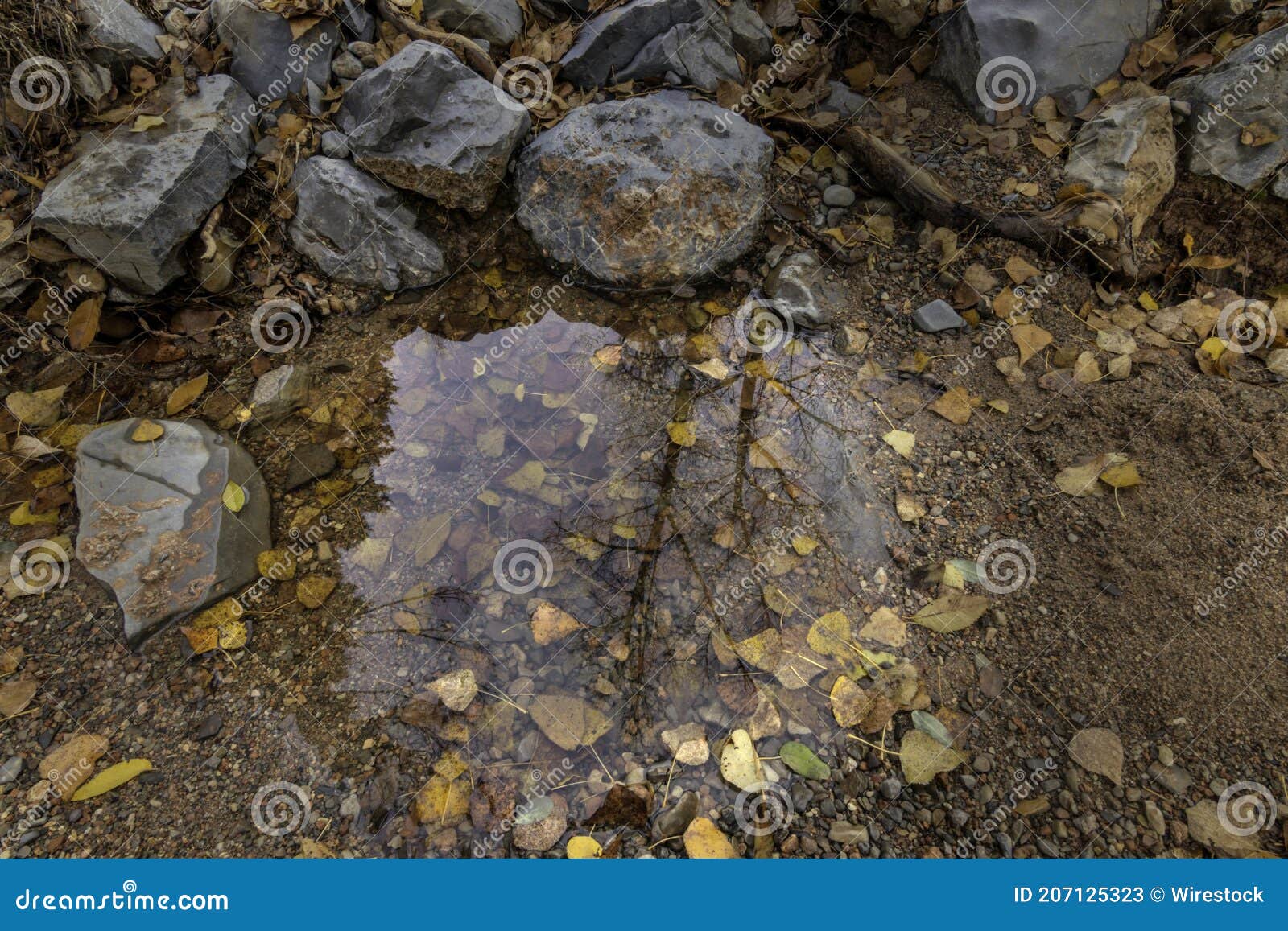 Top View of a Mud and Groundwater with the Reflection of the Trees and ...
