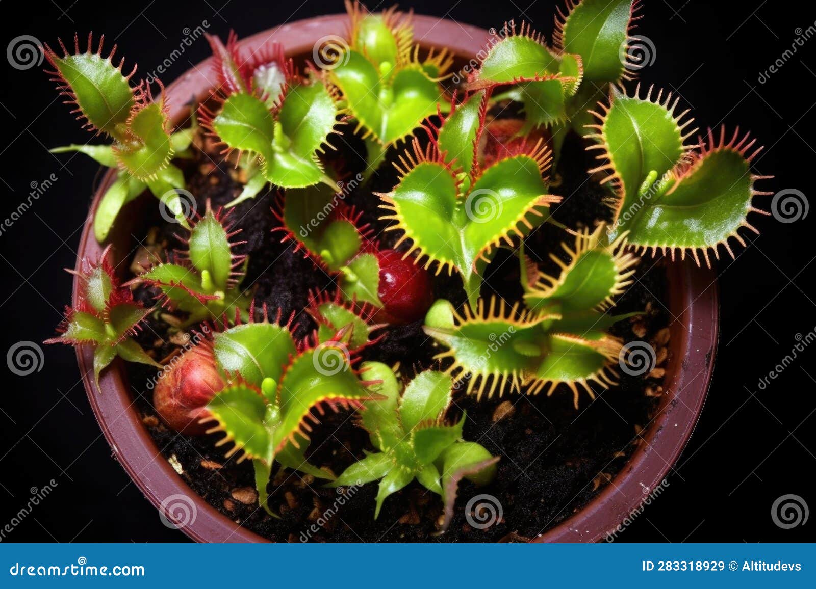 Top View of Multiple Venus Flytraps Catching Insects Stock Illustration ...