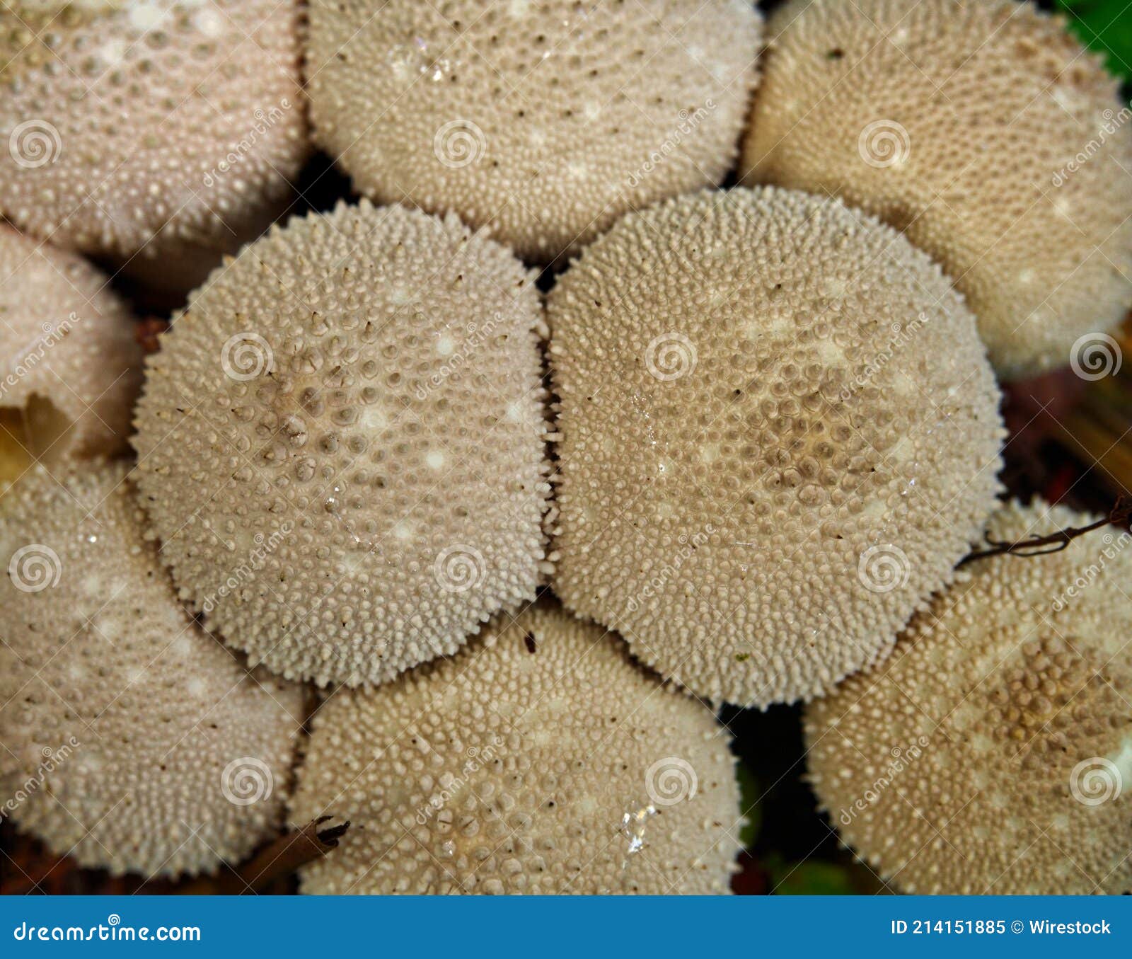 Top View of Mushrooms Growing Side by Side Stock Image - Image of grass ...