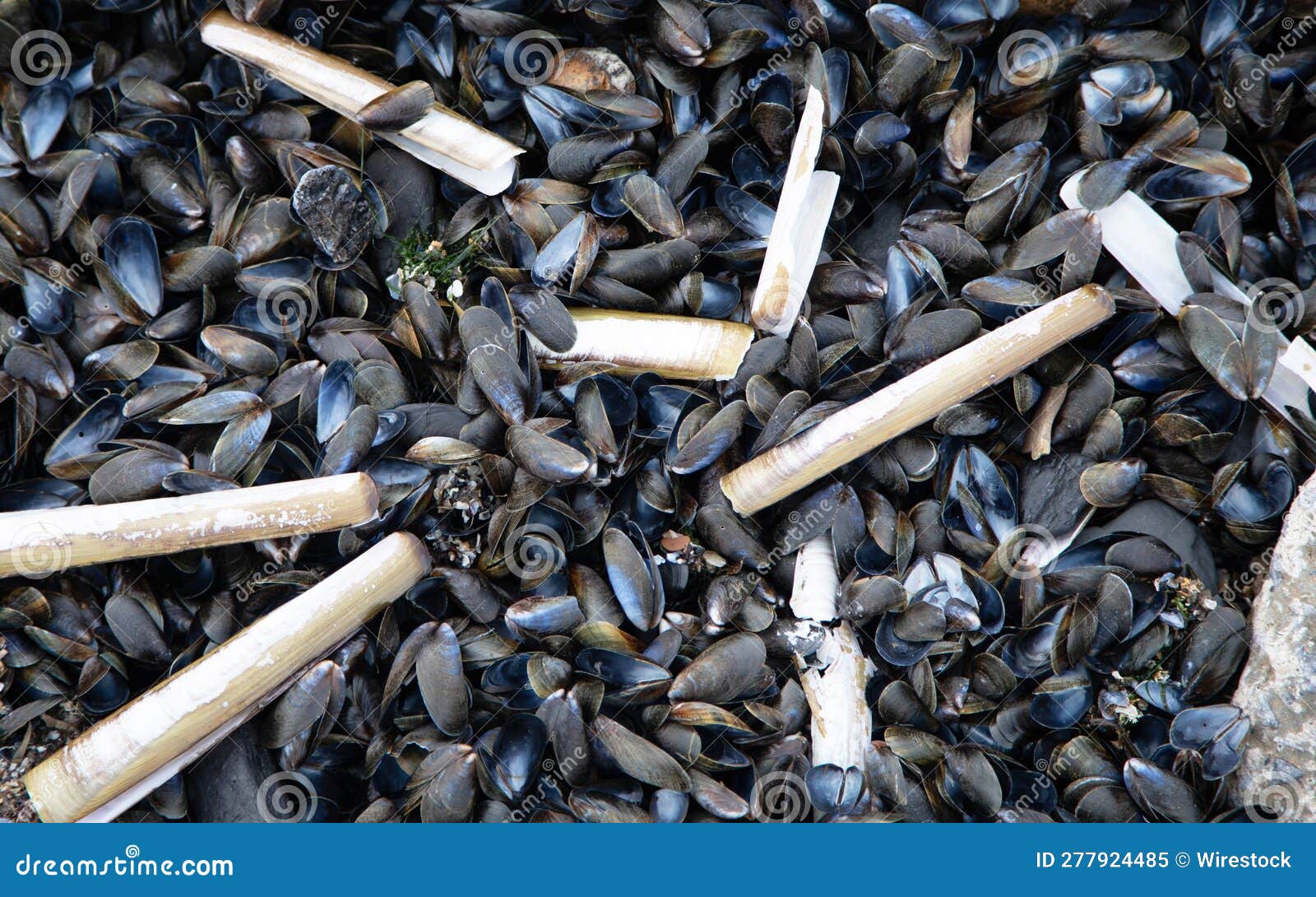Top View of Mussel Shells and Razor Shells on a Beach Stock Image ...