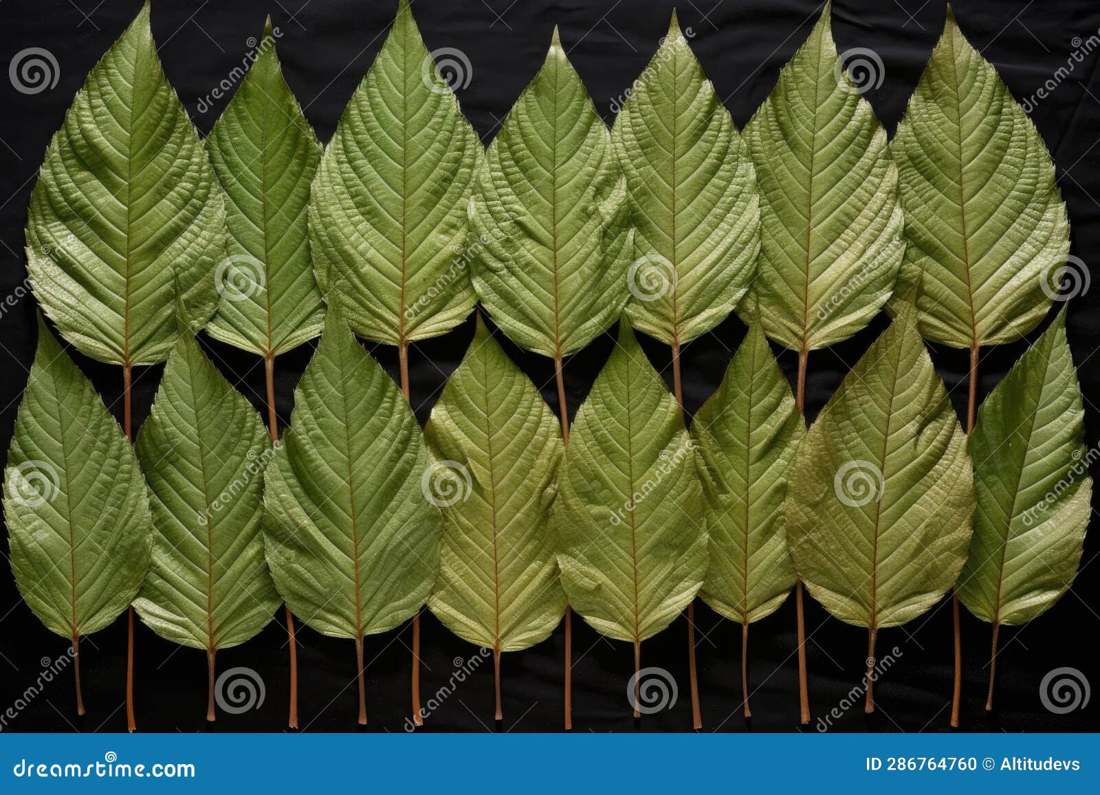 Top View of a Neat Row of Raked Leaves Stock Photo - Image of outdoors ...