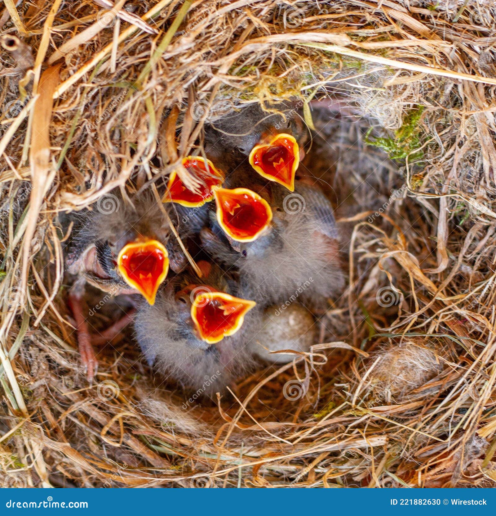 Top View of a Nest with Newborn Chicks Stock Photo - Image of newborn ...
