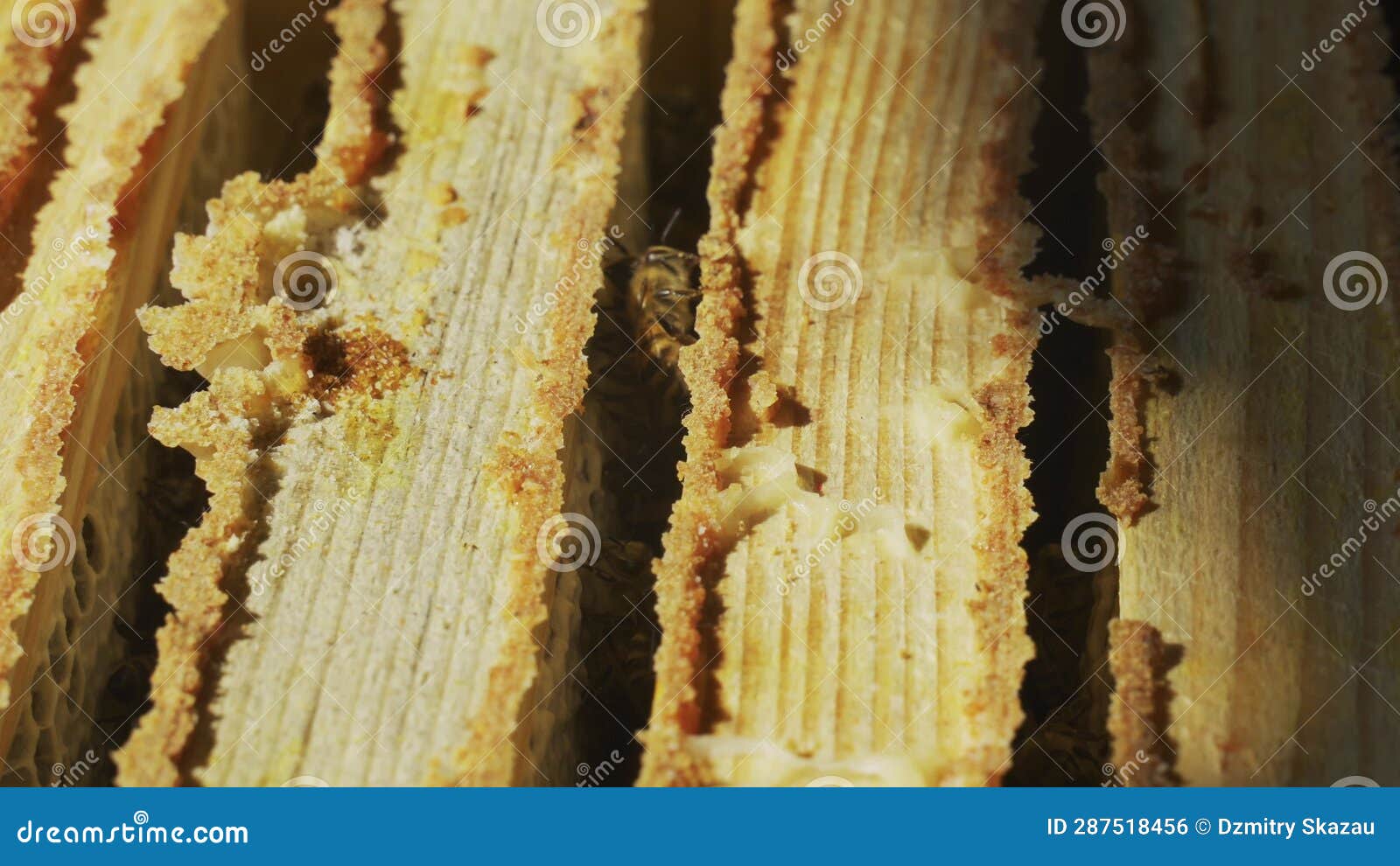 Top View of the Nesting Frames of Bees in the Hive. Bees Crawl on ...