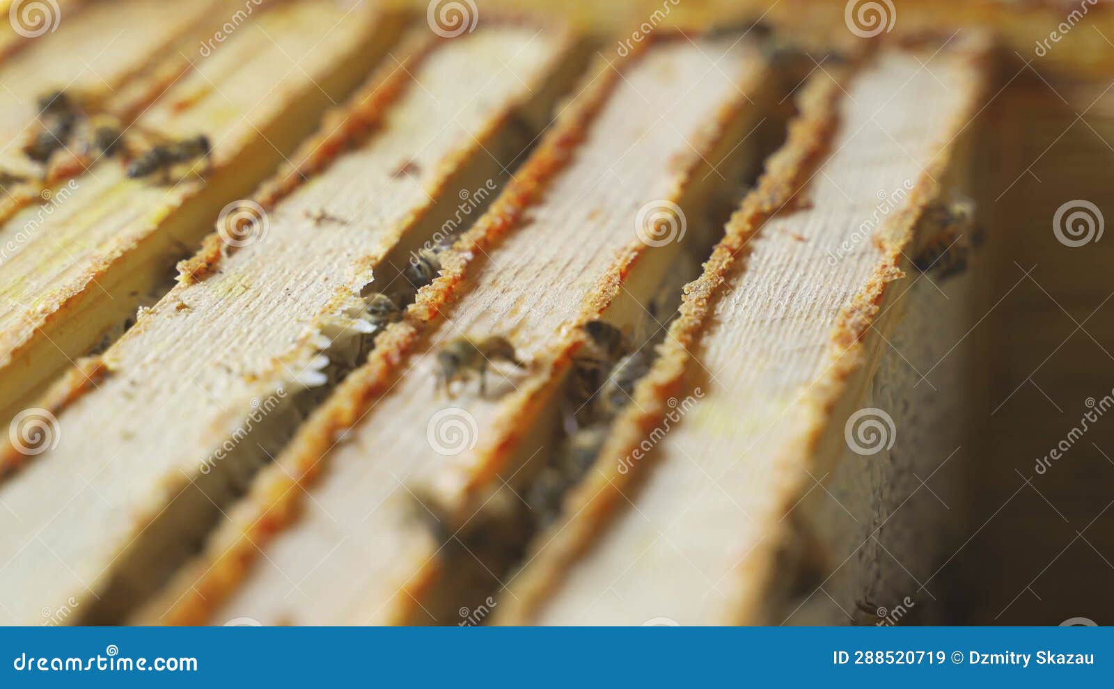 Top View of the Nesting Frames of Bees in the Hive. Bees Crawl on ...