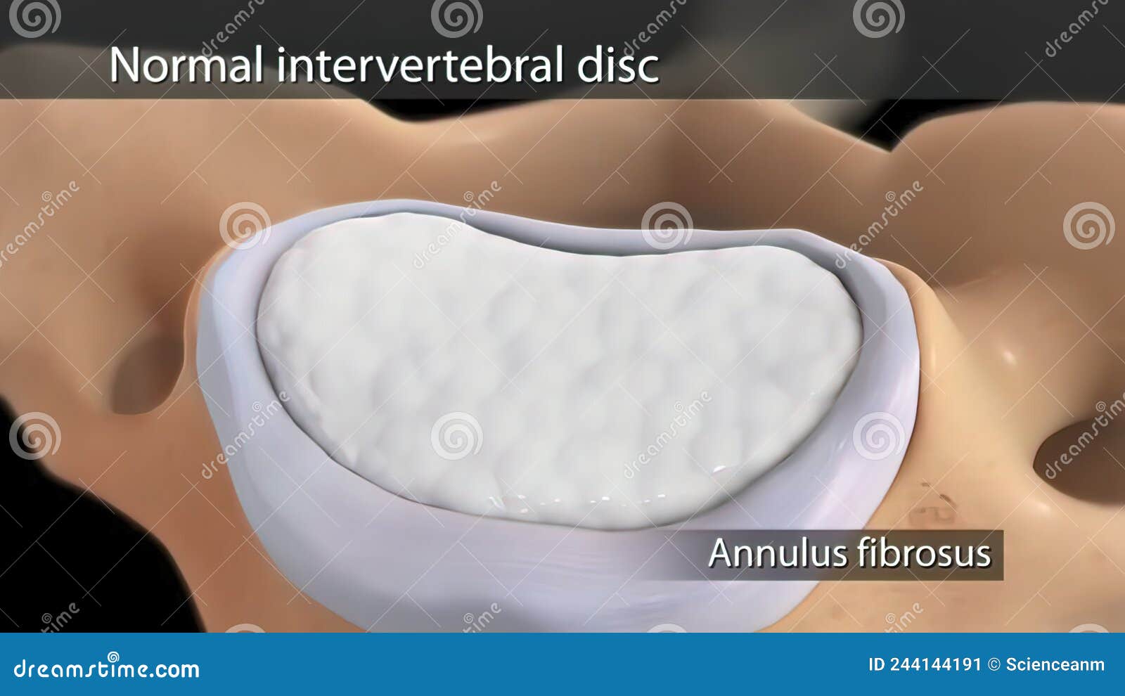 Top View of Normal Intervertebral Disc Stock Illustration ...