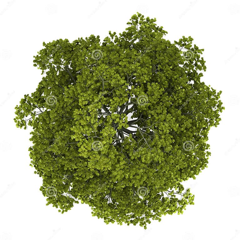 Top View of Norway Maple Tree Isolated on White Stock Illustration ...