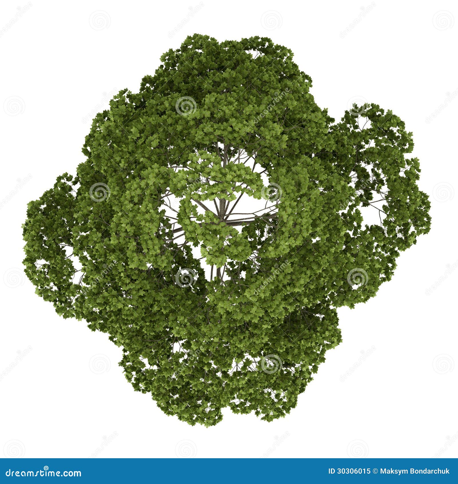 Norway Maple Architectonics. The Structure Of The Tree Branches And ...