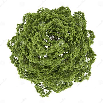 Top View of Norway Maple Tree Isolated on White Stock Illustration ...