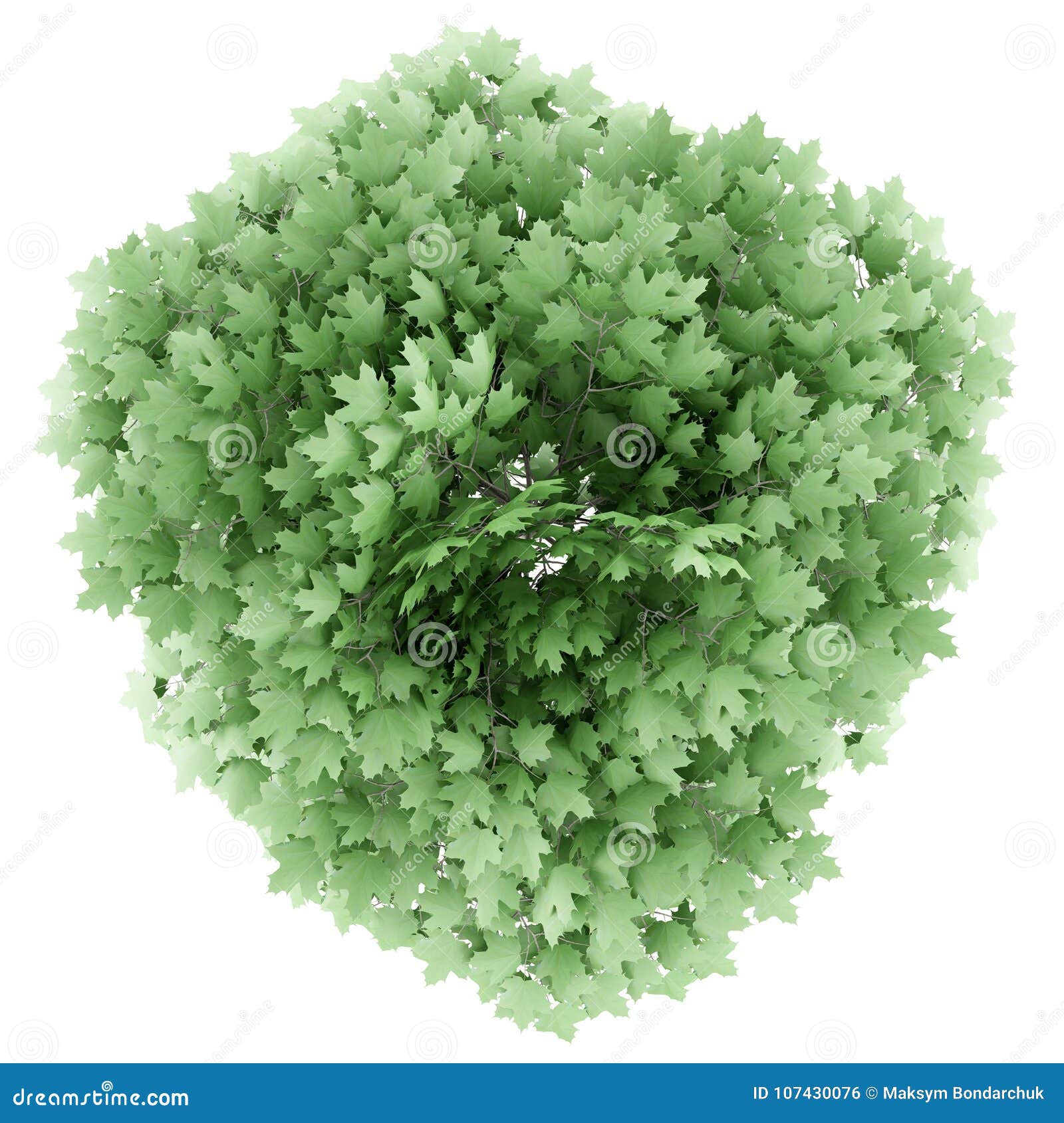 Top View of Norway Maple Tree Isolated on White Stock Illustration ...