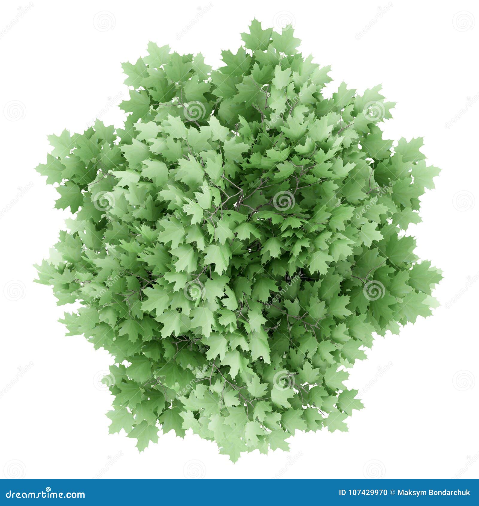 Top View of Norway Maple Tree Isolated on White Stock Illustration ...