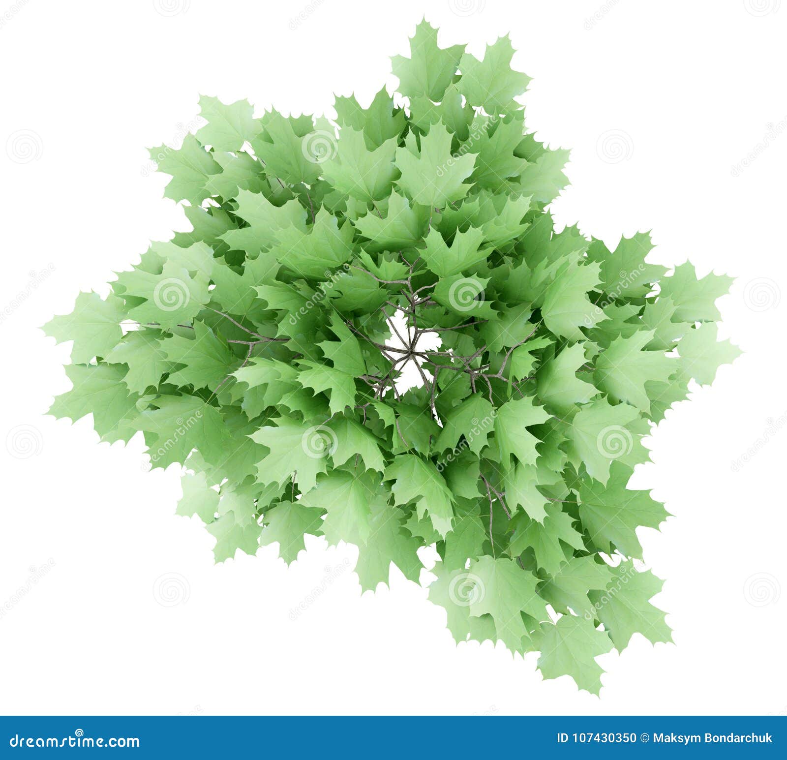 Top View of Norway Maple Tree Isolated on White Stock Illustration ...