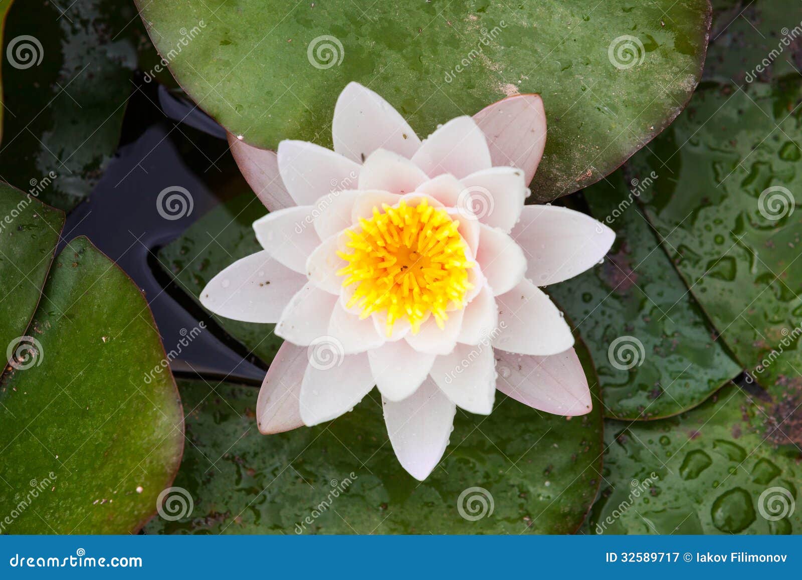 Top view of Nymphaeaceae stock image. Image of water - 32589717