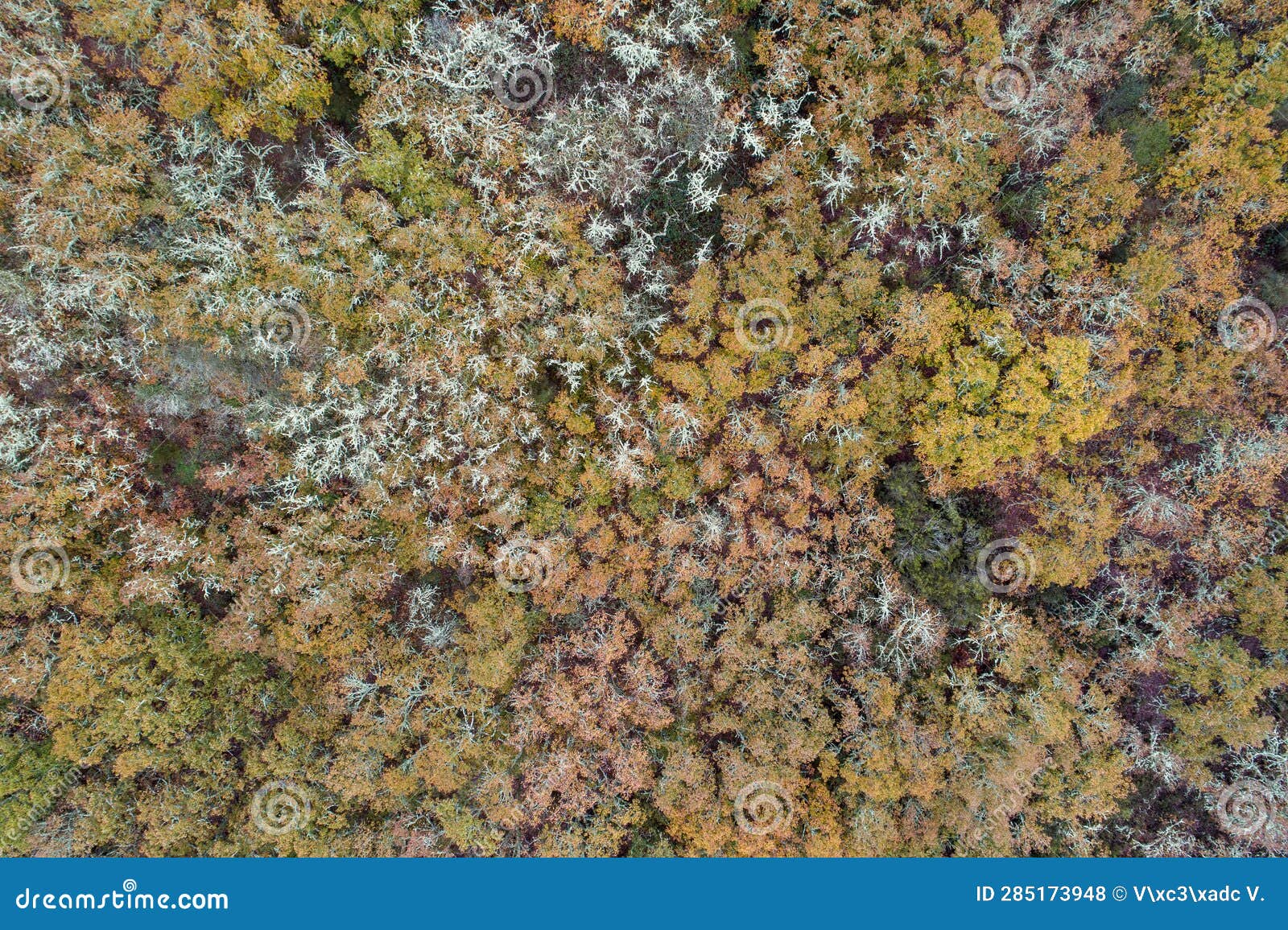 Overhead View of an Oak Forest in Winter Stock Photo - Image of plant ...