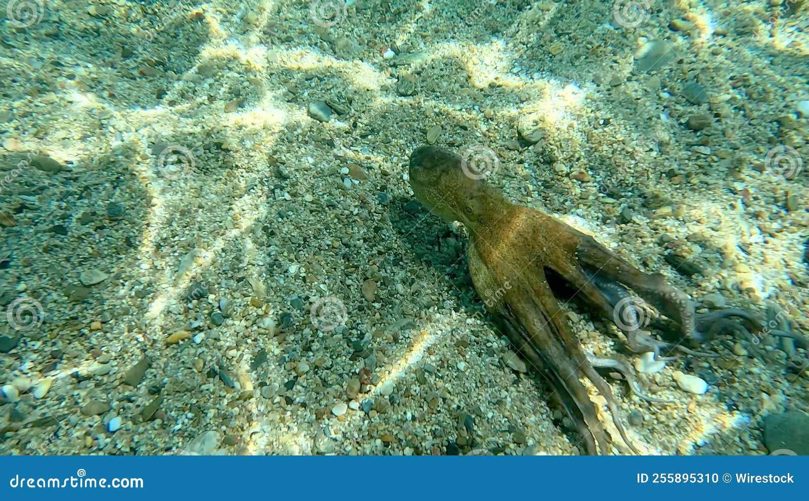 Top View of an Octopus Swimming Underwater Stock Footage - Video of ...