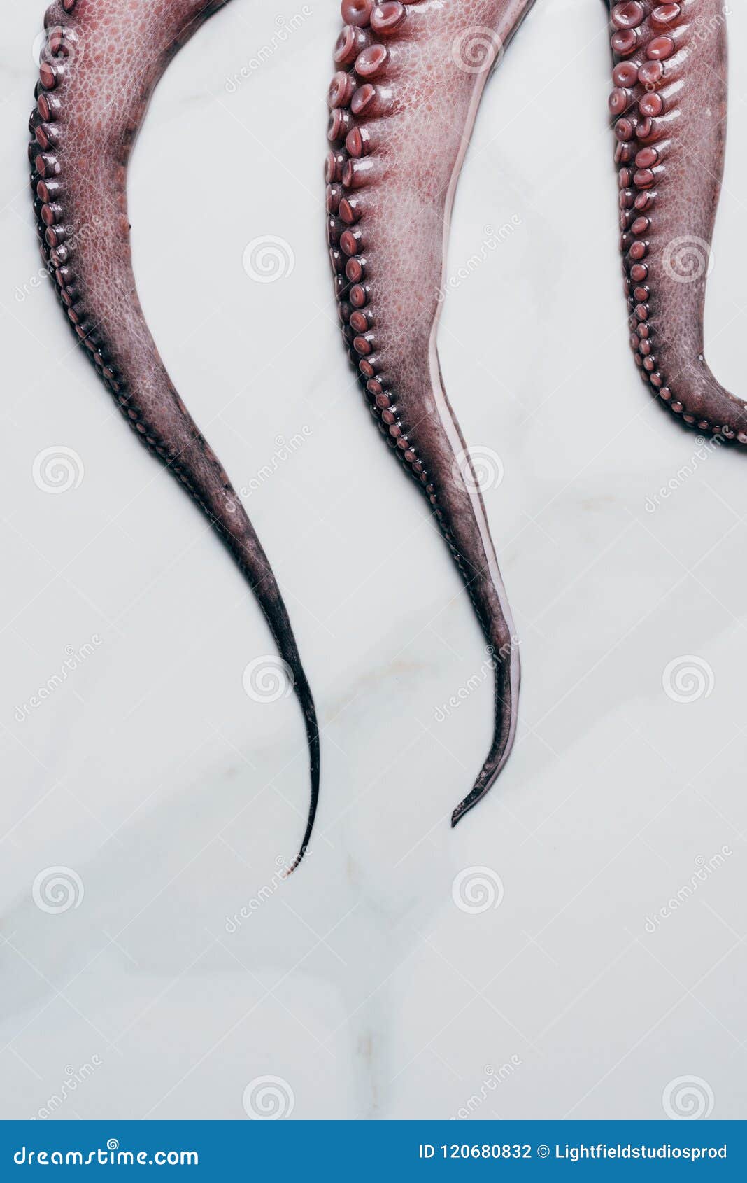 Top View of Octopus with Tentacles on Light Stock Photo - Image of ...