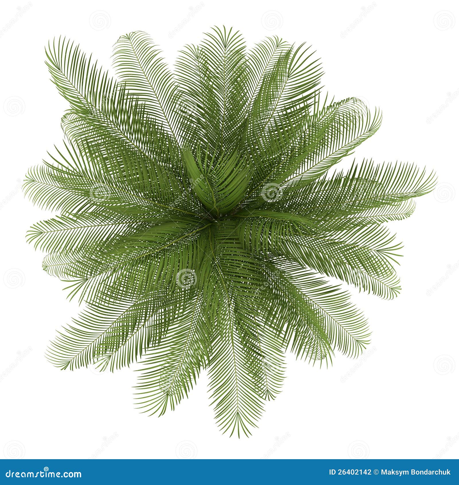 Palm Tree Top View Png