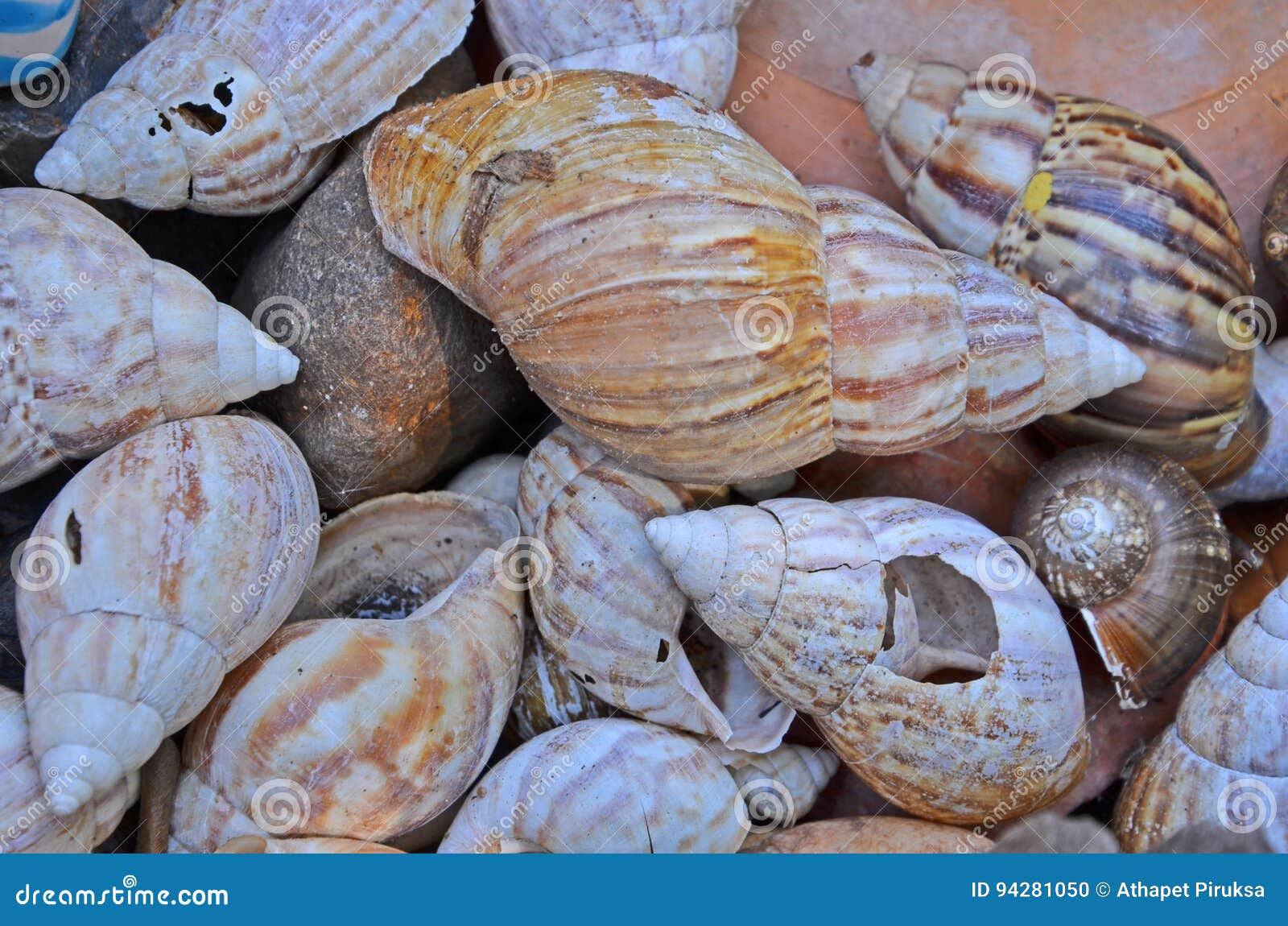 Top View of Old Snail Shells Stock Photo - Image of gray, fossil: 94281050