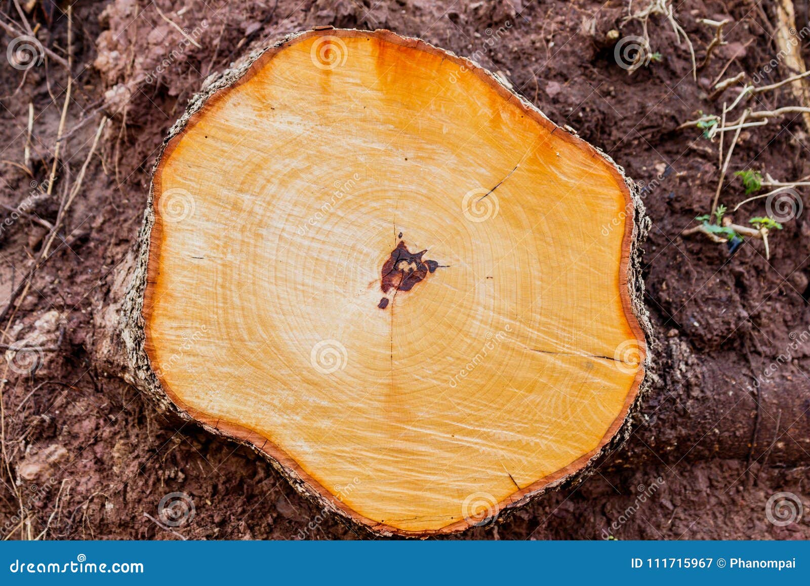 Top View of Old Tree Stump. Stock Image - Image of removal, outdoor ...