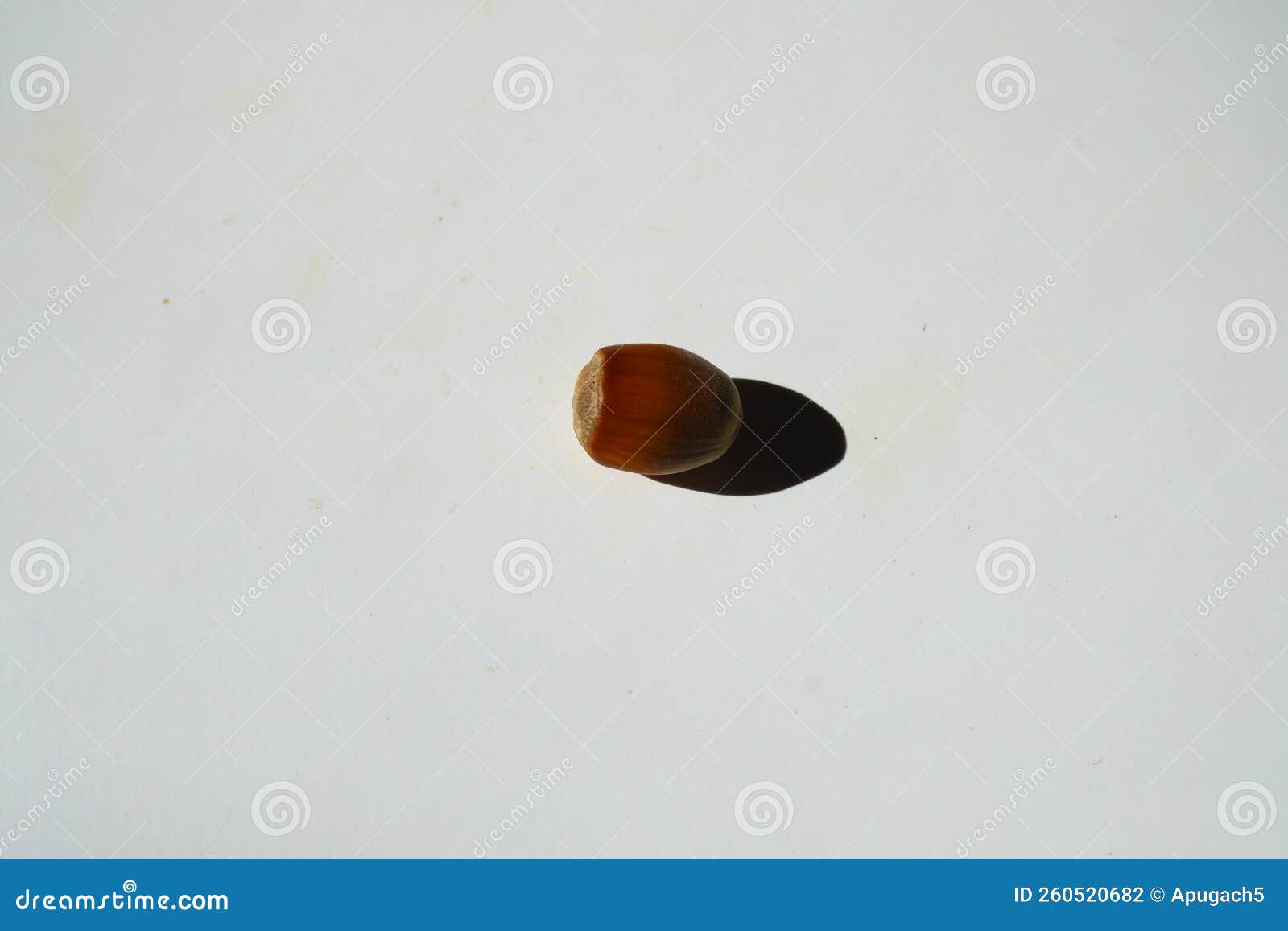 Top View of One Fully Ripe Unpeeled Hazelnut Stock Photo - Image of ...