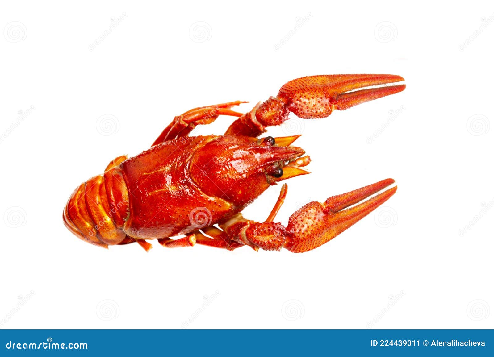 Top View of One Single Crayfish Isolated on White Background Stock ...