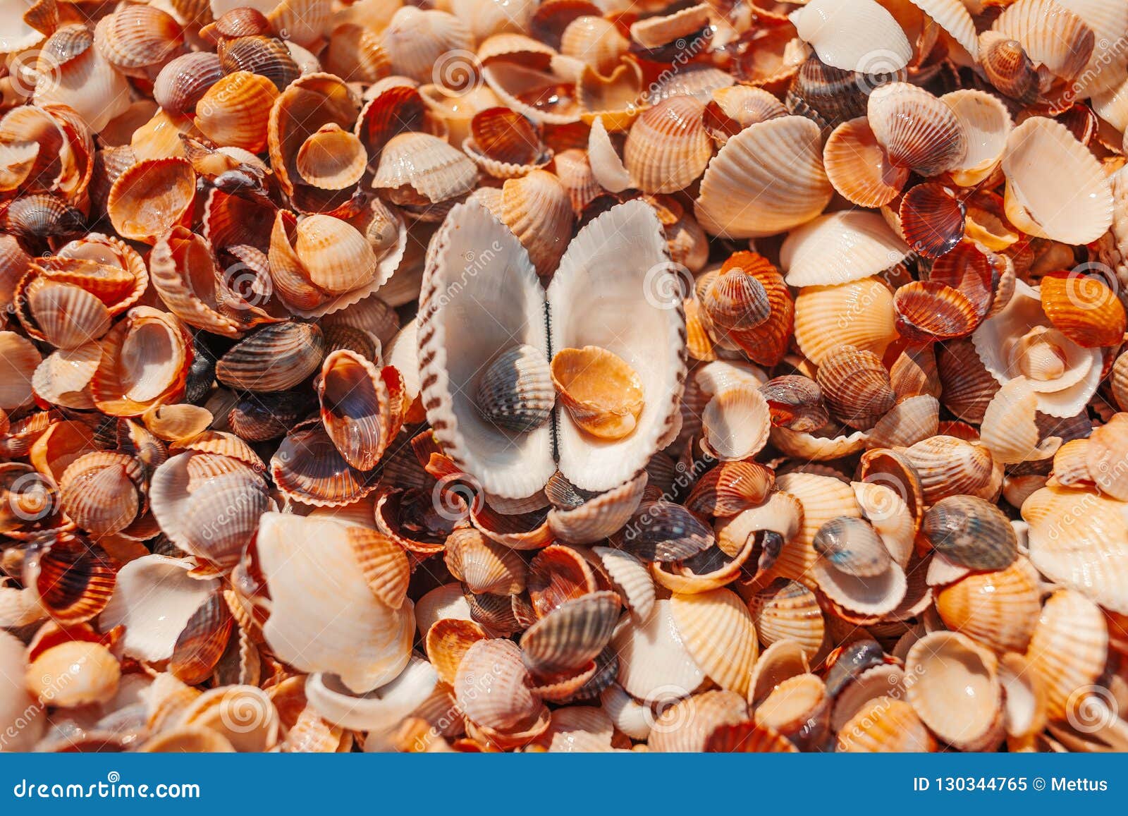 Top View of Open Seashell on the Beach Stock Image - Image of colourful ...