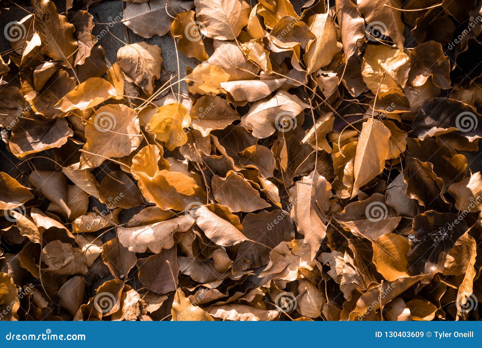 Orange Fall Leaves Background Texture Stock Image - Image of color ...