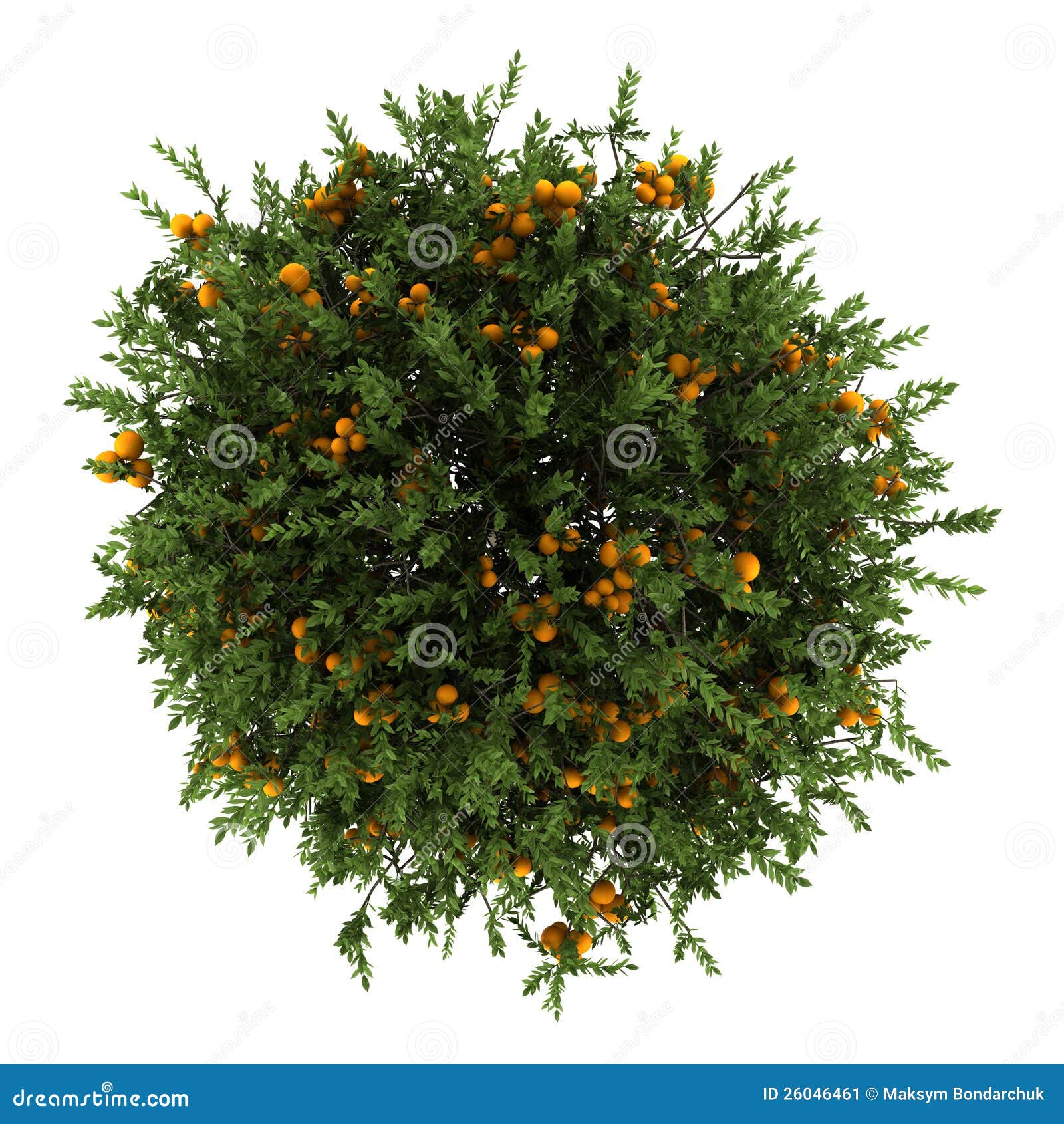 Top View Of Orange Tree Isolated On White Stock Image - Image: 26046461