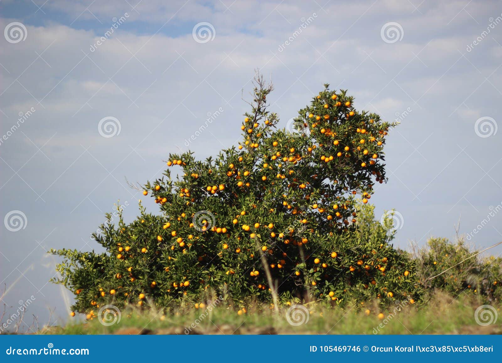 Top View Orange Tree on the Mountain Stock Photo - Image of landscape ...