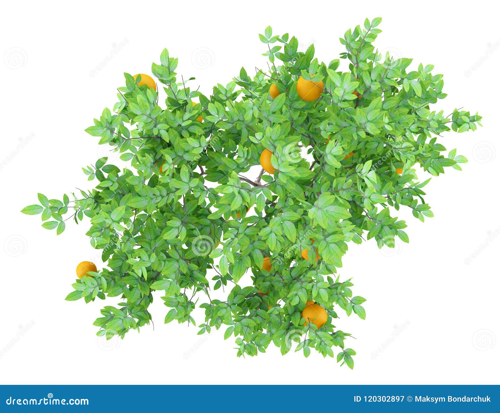 Top View of Orange Tree with Oranges Isolated on White Stock ...