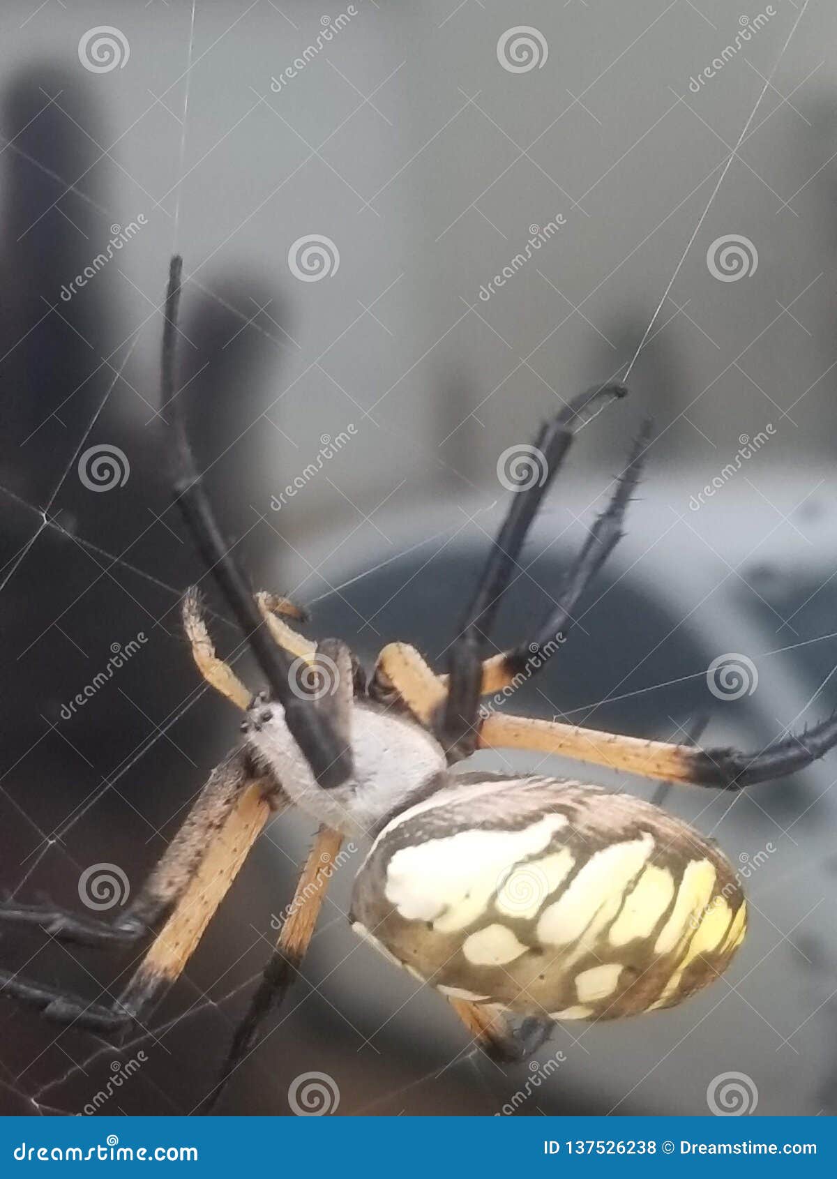 Top View of Orb Weaver Spider Stock Photo - Image of view, weaver ...