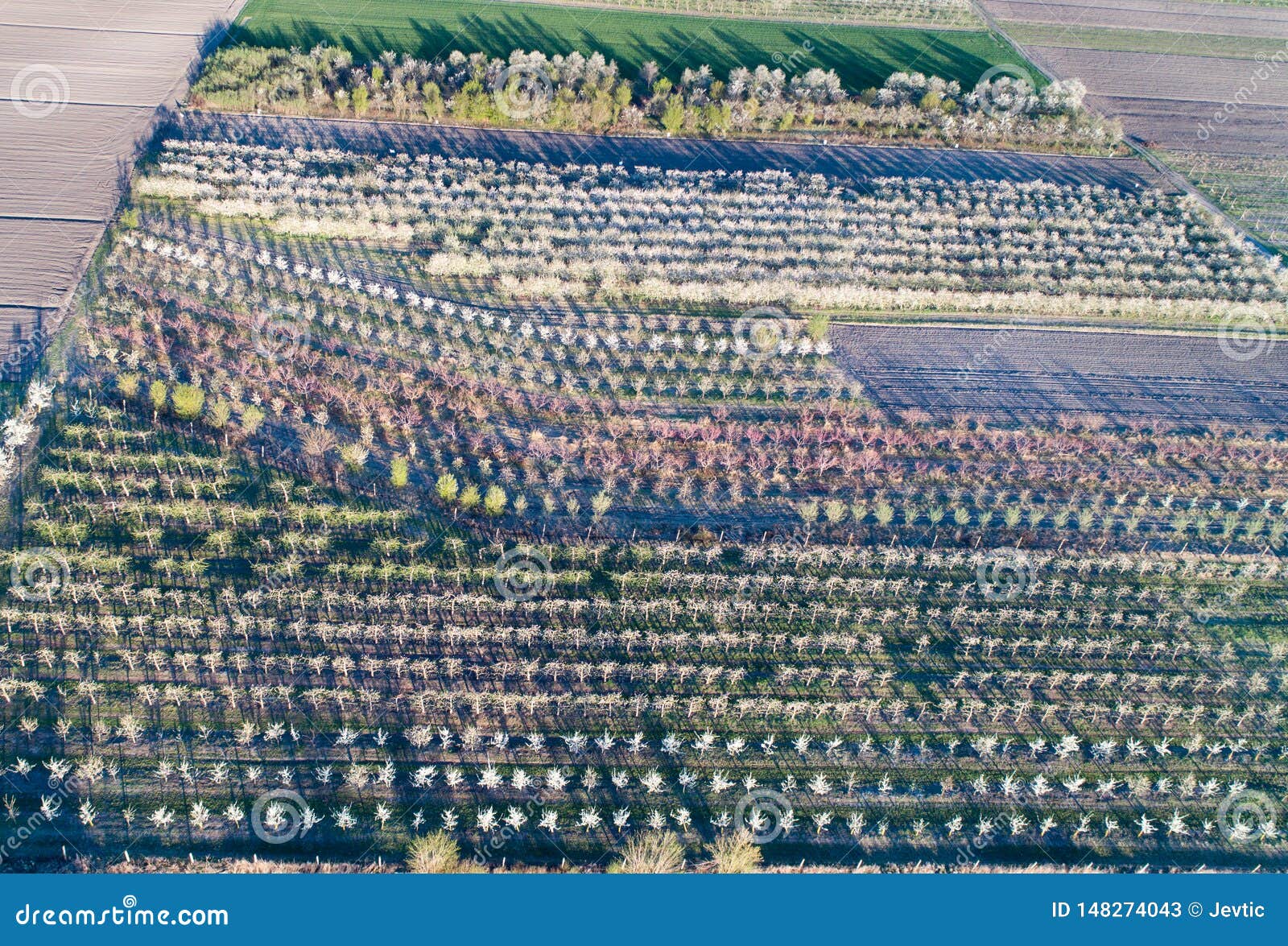 Top view of orchard stock image. Image of garden, countryside - 148274043