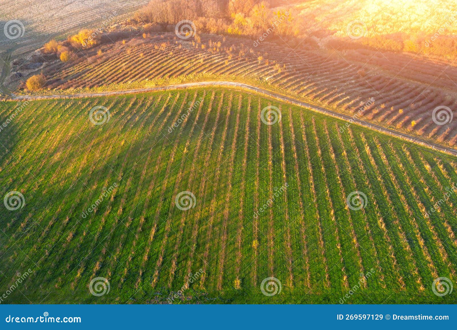 Top View of the Orchards with Apple Trees. Lots of Young Trees in ...