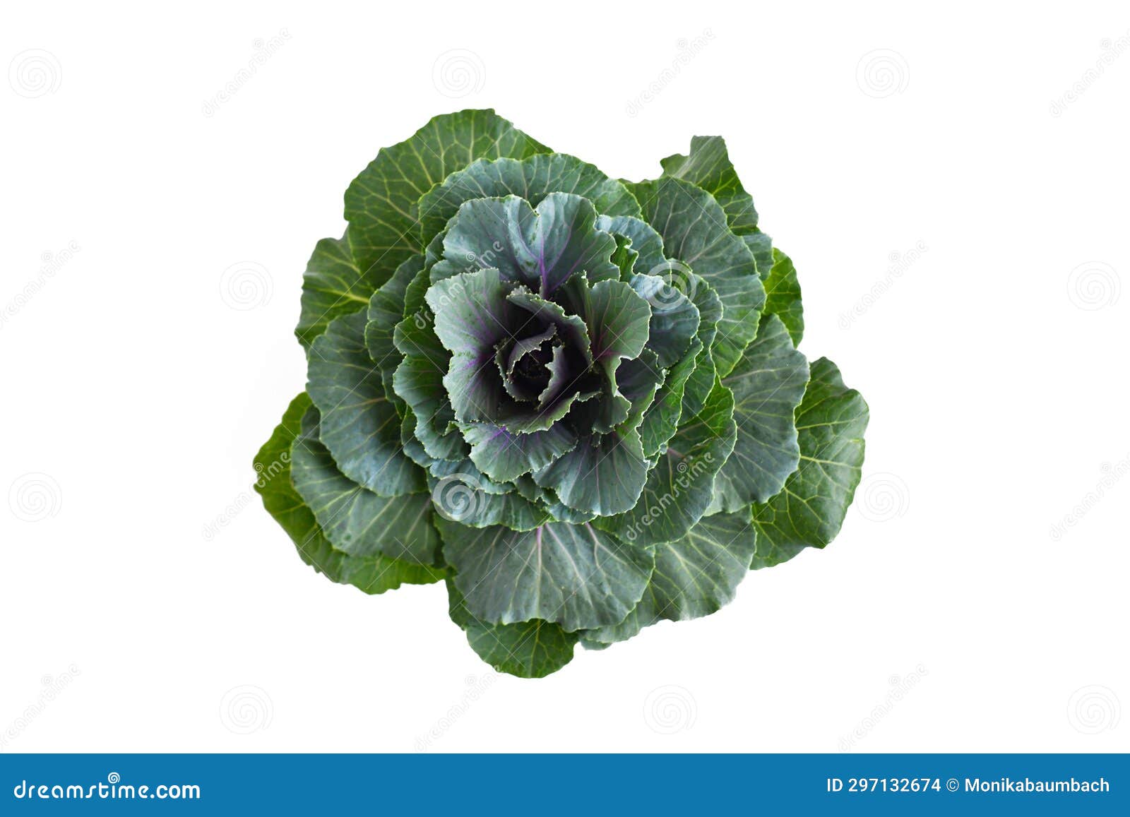 Top View of Ornamental Cabbage Stock Photo - Image of white, green ...