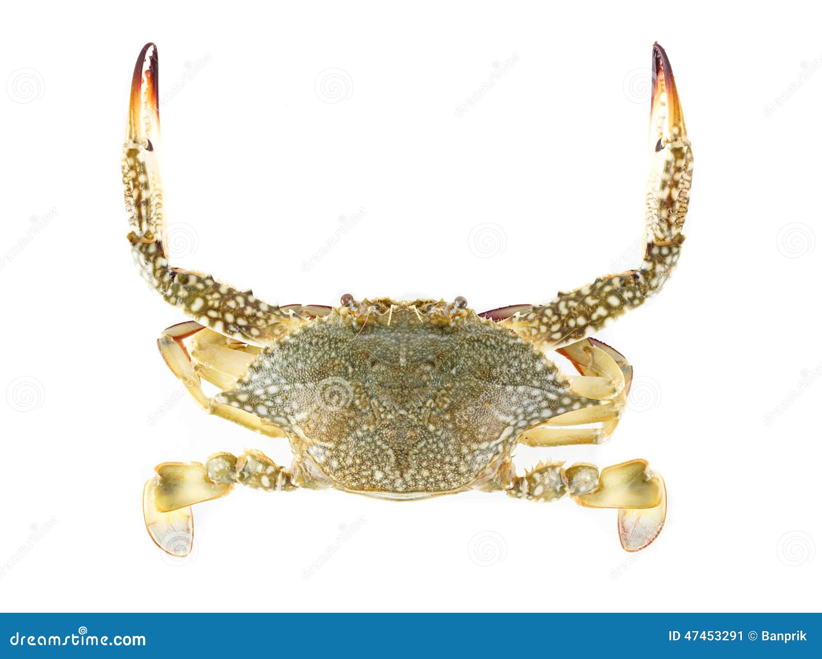 Top View Ov Fresh Blue Crab Isolated on White Stock Image - Image of ...
