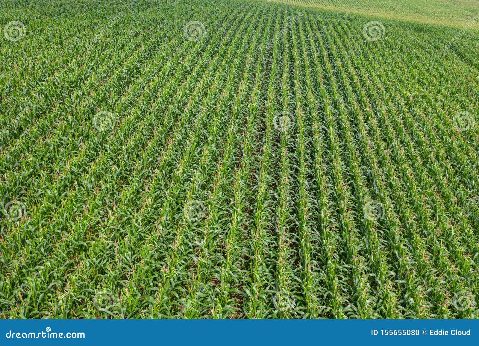Top View Over Rows of Corn at Bright Summer Day Stock Photo - Image of ...