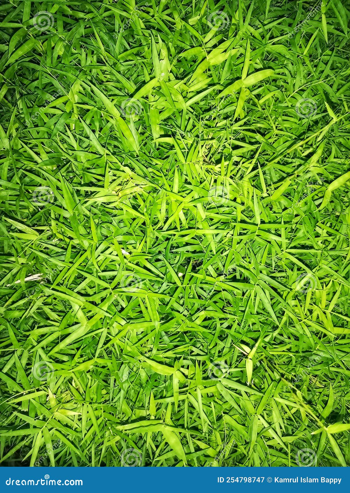 Top View, Overhead Shot. Grassplot Surface Backdrop. Divet Underlay ...