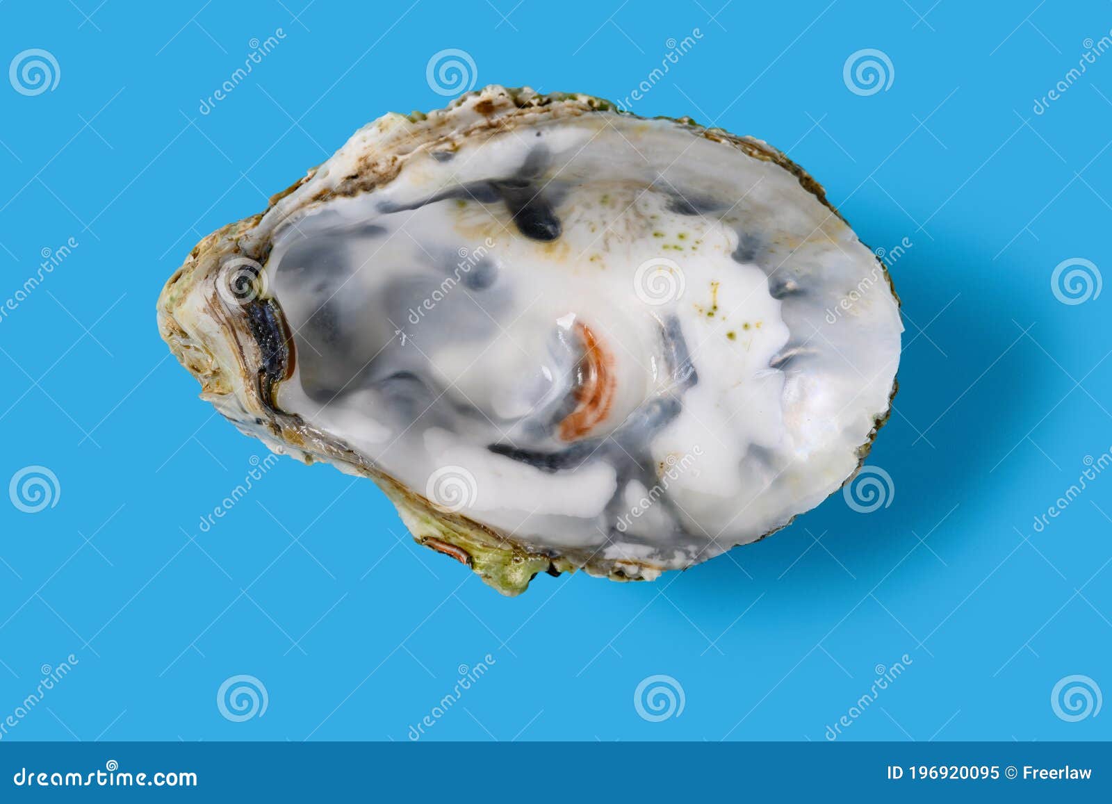 A View Of Oyster Shells. Oyster Shells. Background Of Oyster Shells ...