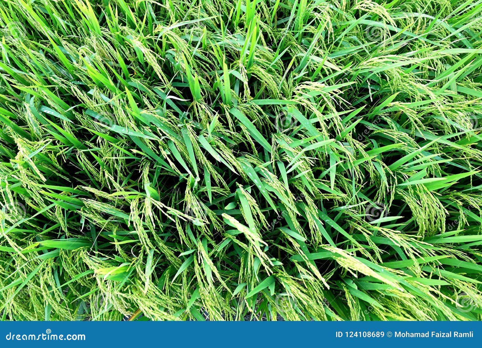 Top view of paddy fields stock image. Image of mature - 124108689