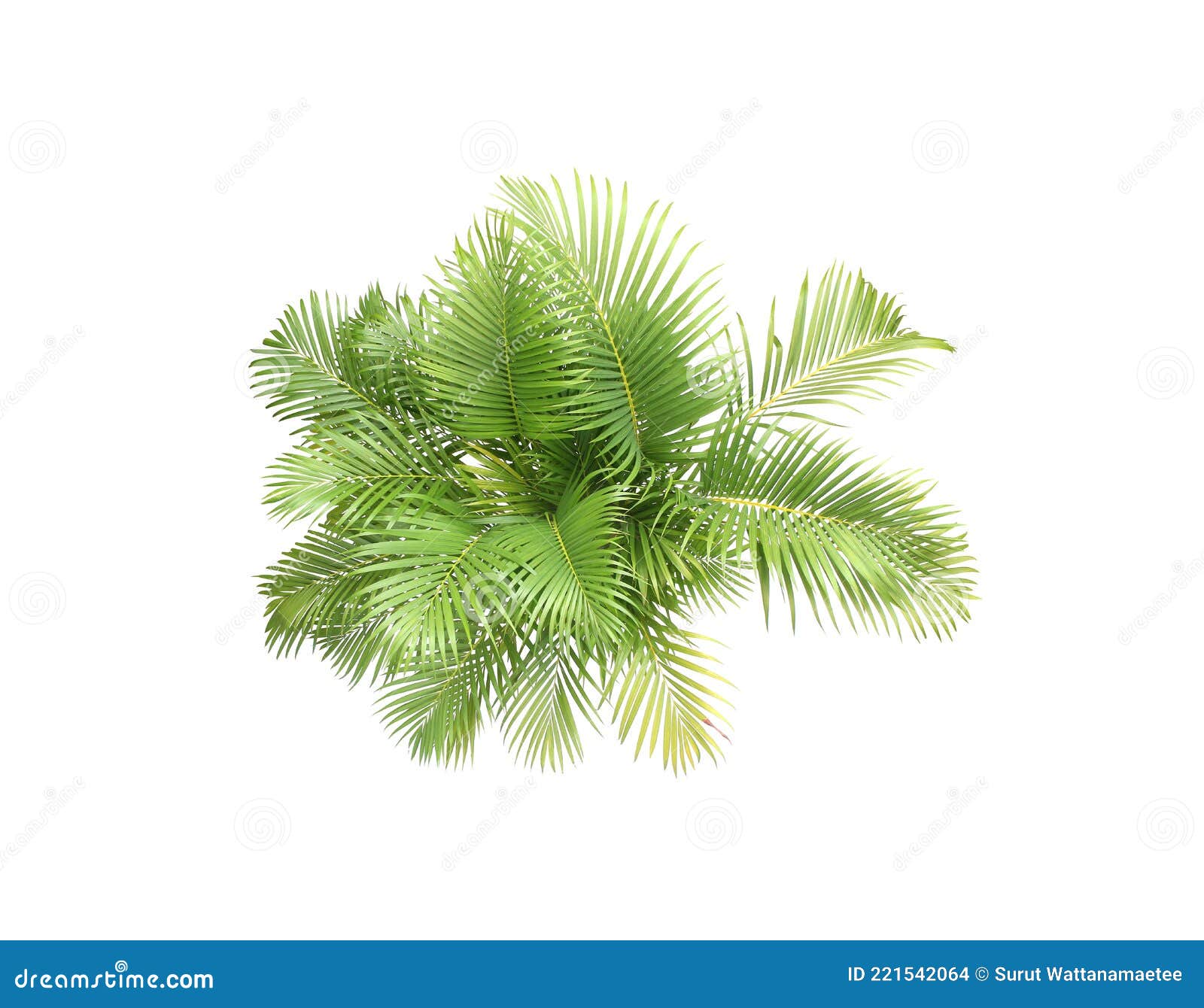 Top View Palm Leaves Tree Isolated on White Background Stock Photo ... Top View Palm Leaves Tree Isolated on White Background Stock Photo ...