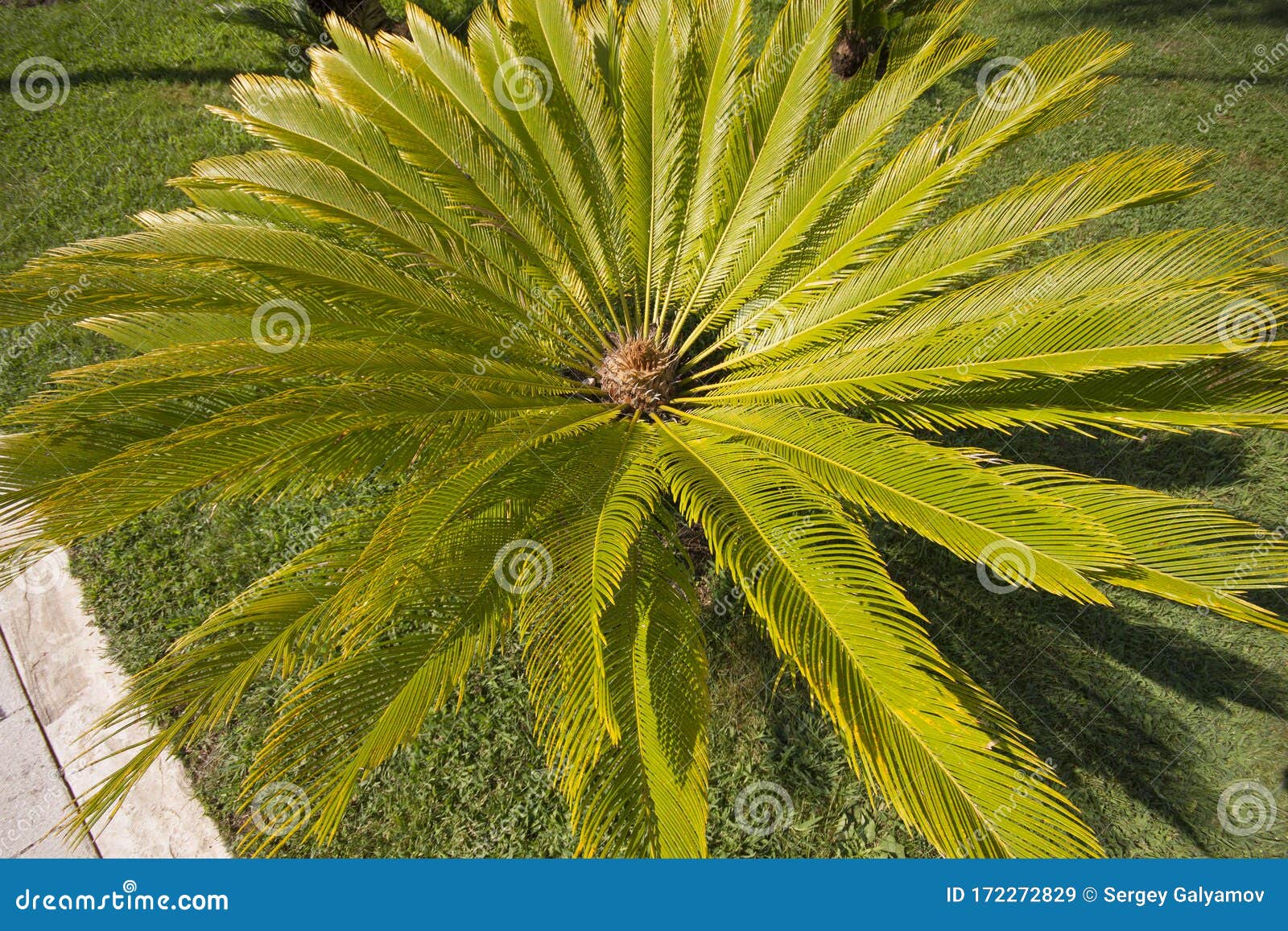 Top View of the Palm Tree. Background of Radial Stems and Green Leaves ...