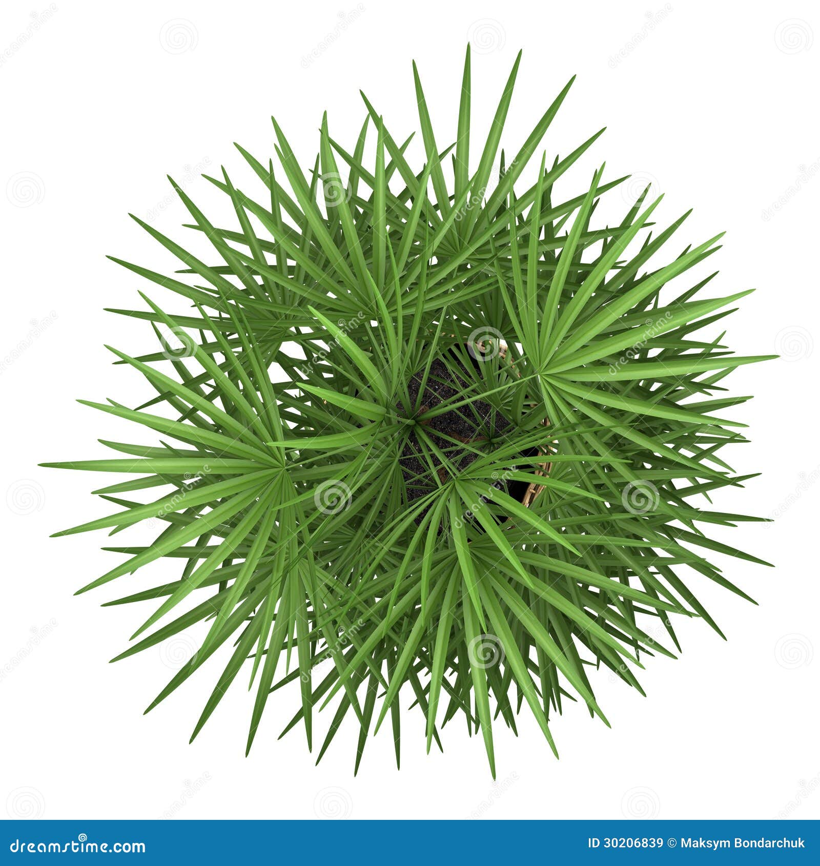 Palm Tree Top View Psd