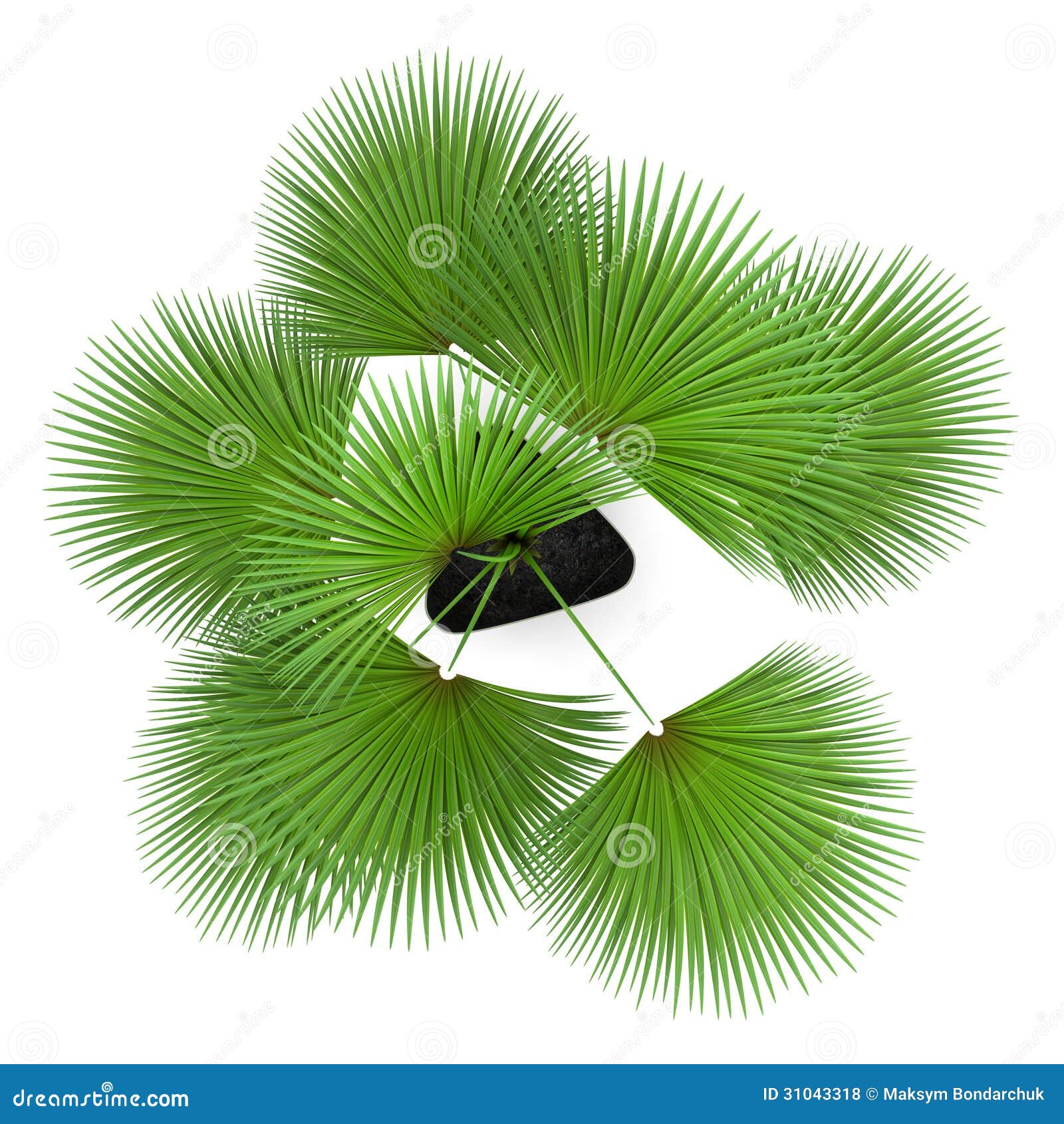 Top View of Palm Tree in Pot Isolated on White Stock Illustration ...
