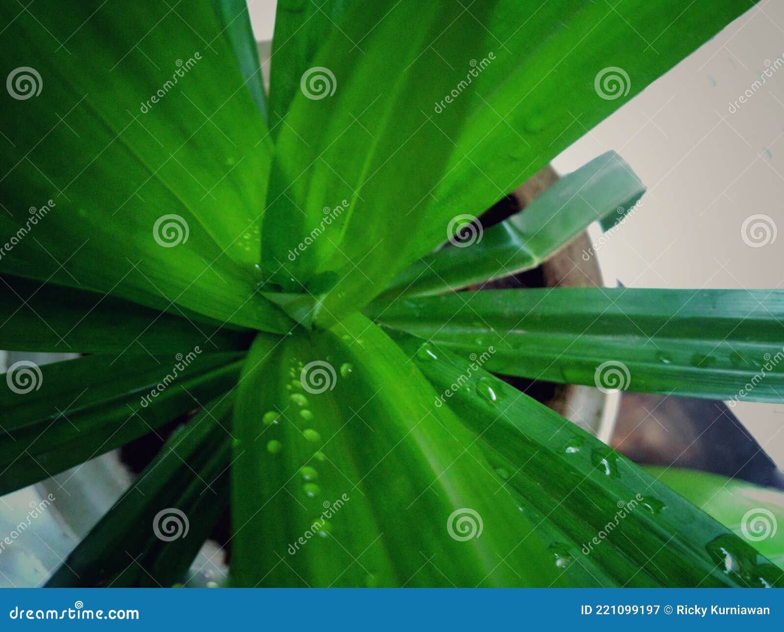 Top view of pandanus plant stock image. Image of plant - 221099197