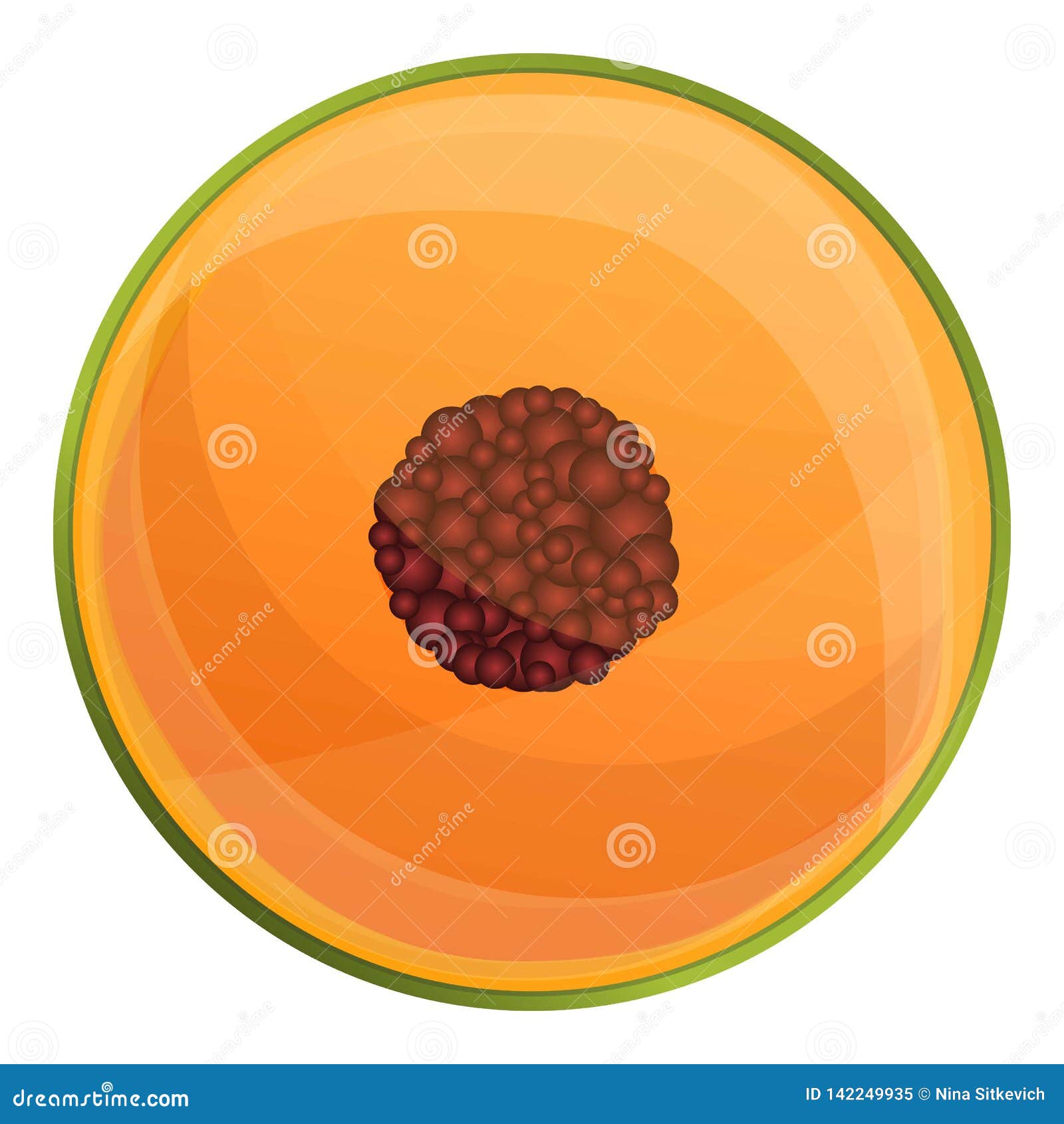 Top View Papaya Icon, Cartoon Style Stock Vector - Illustration of ...